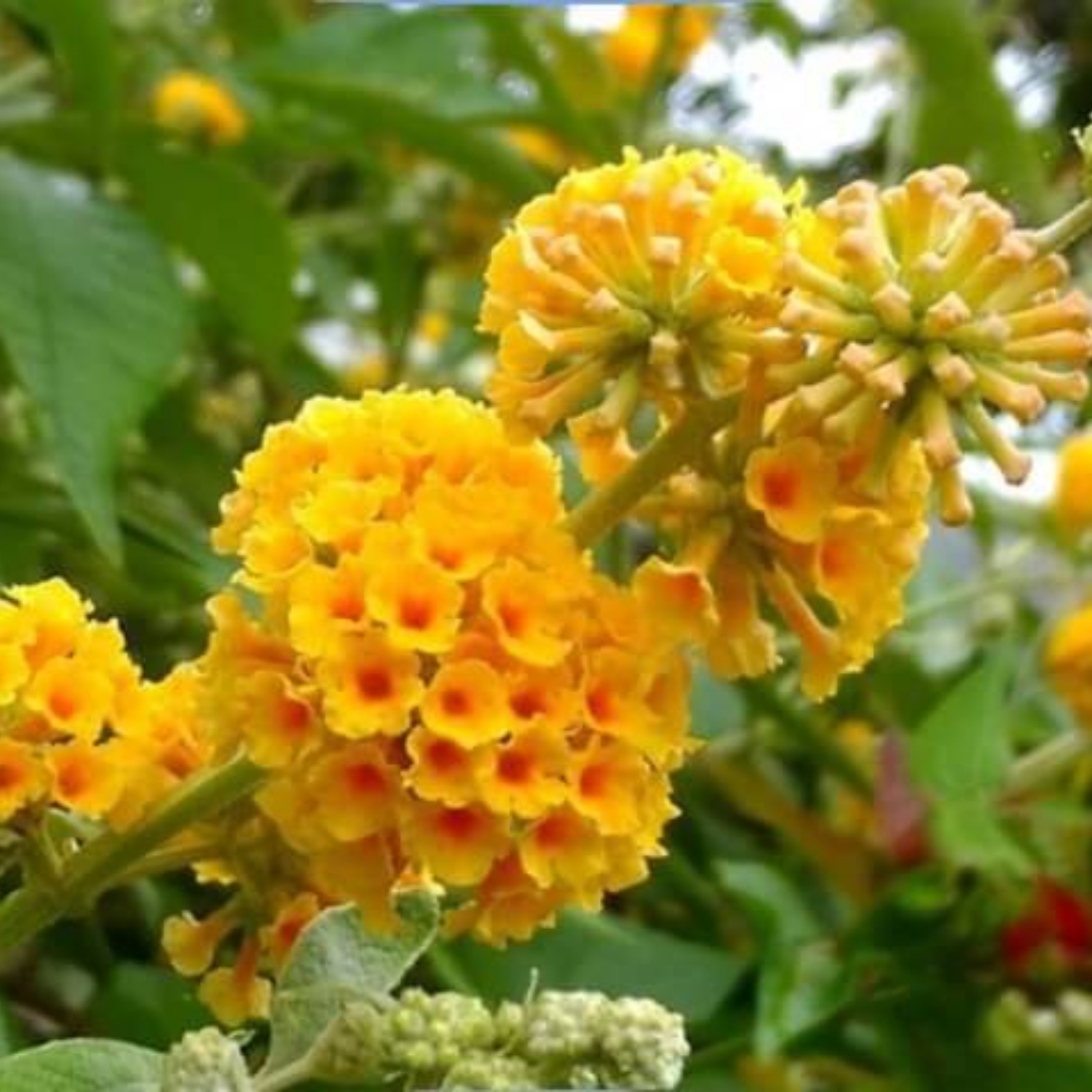 2 Yellow Butterfly Bush Live Plants Trees, Honeycomb Butterfly Bush ...
