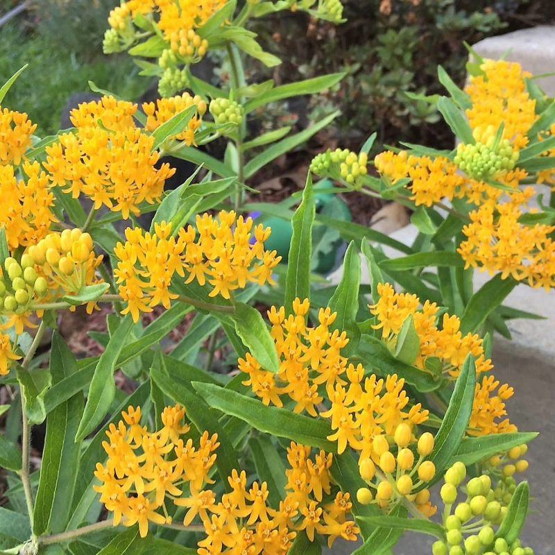 2 Yellow Butterfly Milkweed Live Plants , Tropical Milkweed Live Plants ...