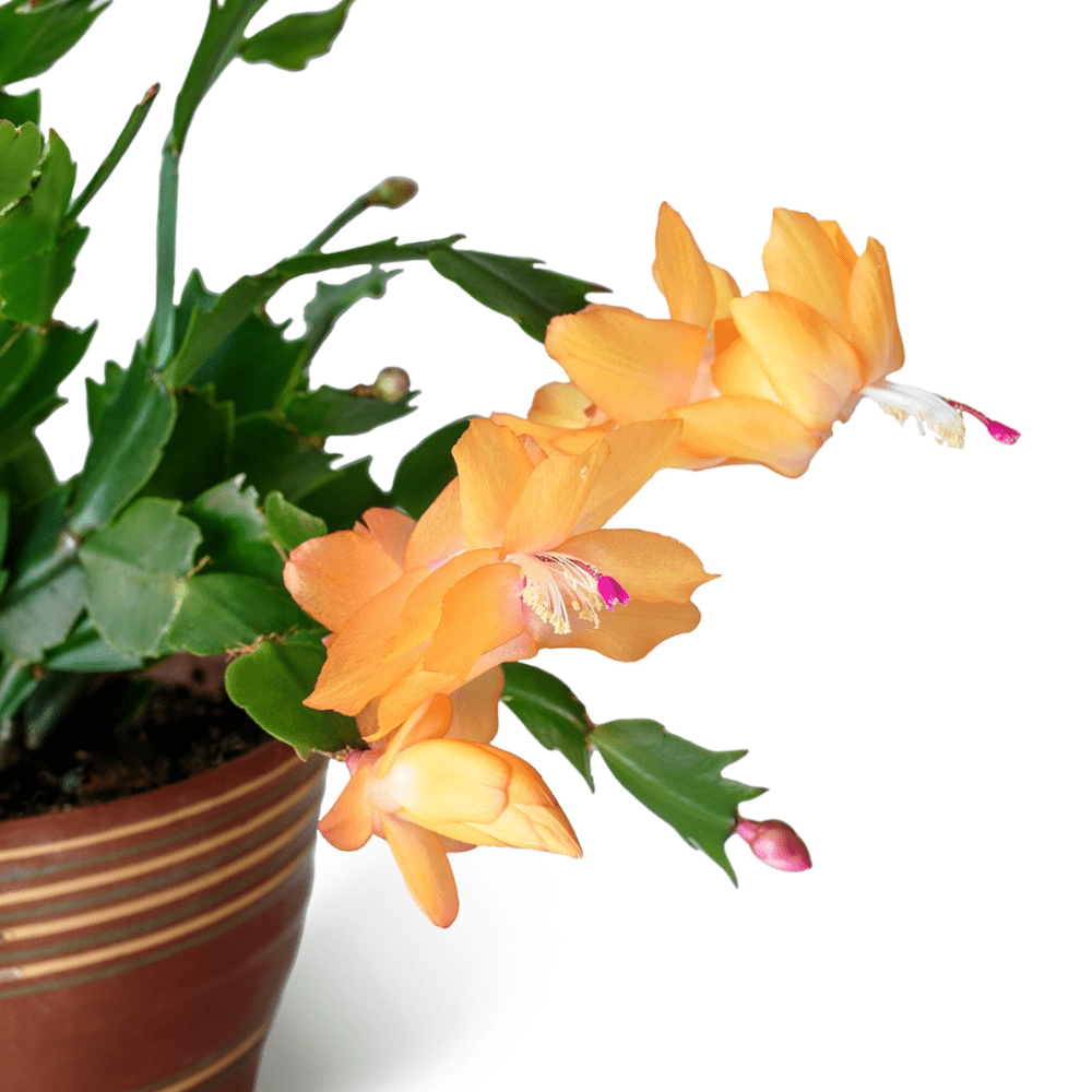 2 Yellow Christmas Cactus Plants, Live Indoor Houseplant, 4 to 6 Inches ...
