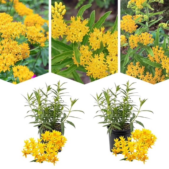 2 Yellow Milkweed Plants Live Butterfly Asclepias Tuberosa, Wildflowers ...