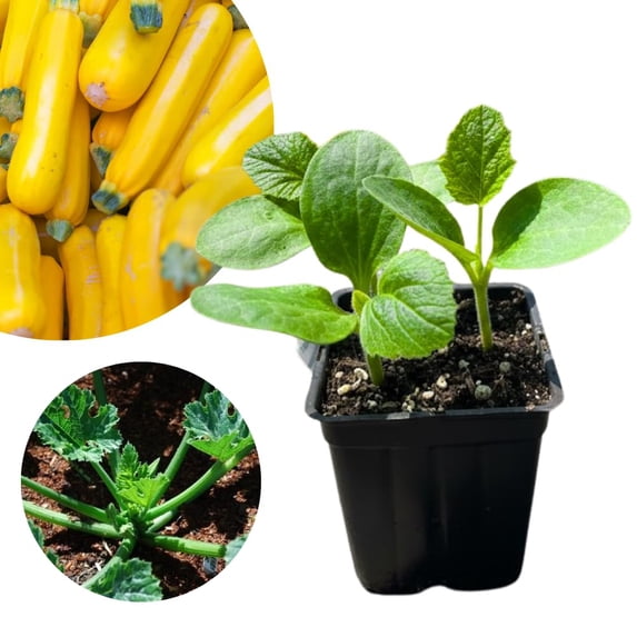 2 Yellow Squash Zucchini Plants, Live Squash Plants, 3-5'' Tall, Yellow ...