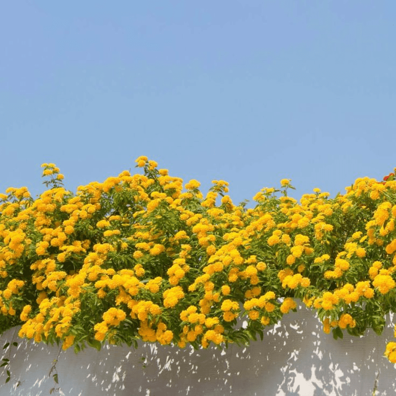 2 Yellow Trailing Lantana Plants, Lantana Flowers Live Plant, Ready to ...