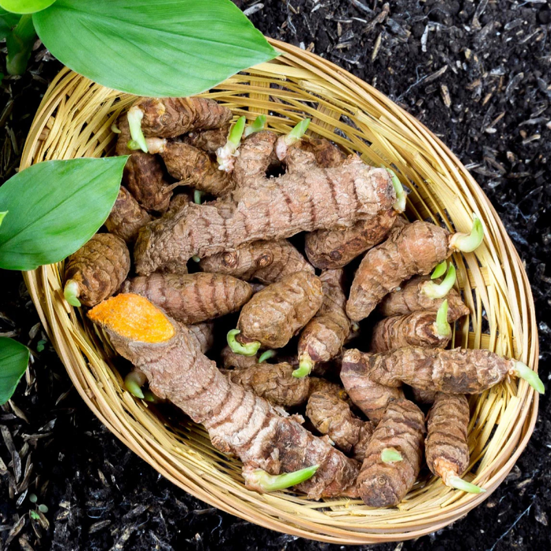 2 Yellow Turmeric Live, Curcuma Yellow Turmeric Plant from 4'' Tall ...