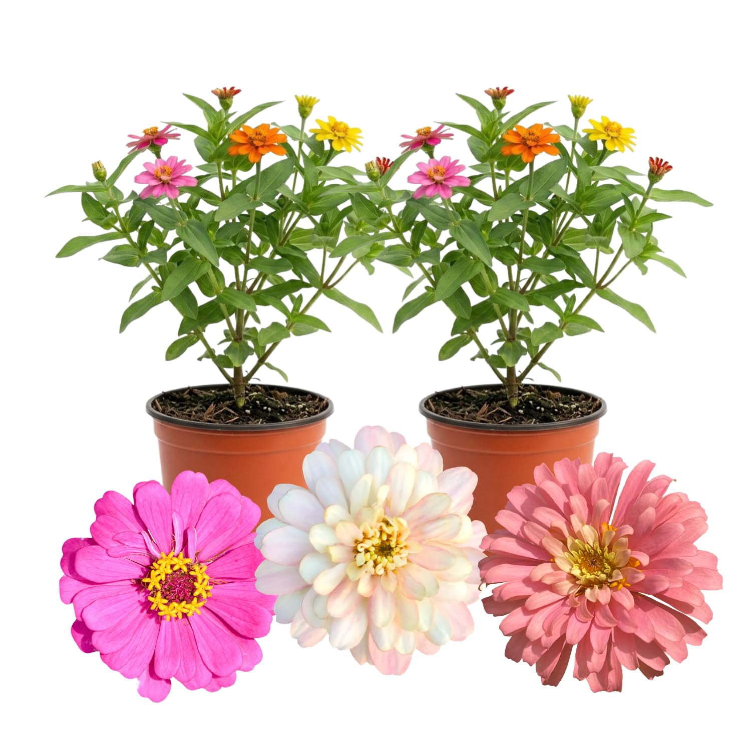 2 Zinnia Plants Live 4 Inch Pot, Flowering Annual Plant for Garden ...