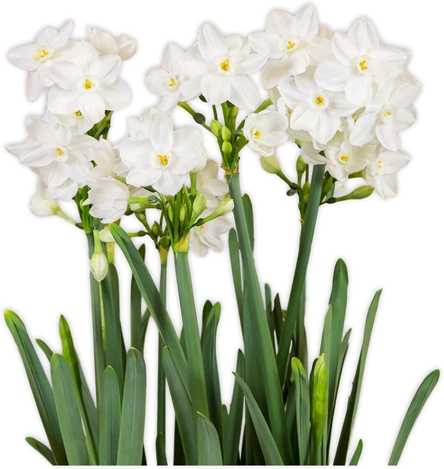 2 Ziva Paperwhite Bulbs - Fast Flowering Indoor Blooms - Largest Bulbs ...