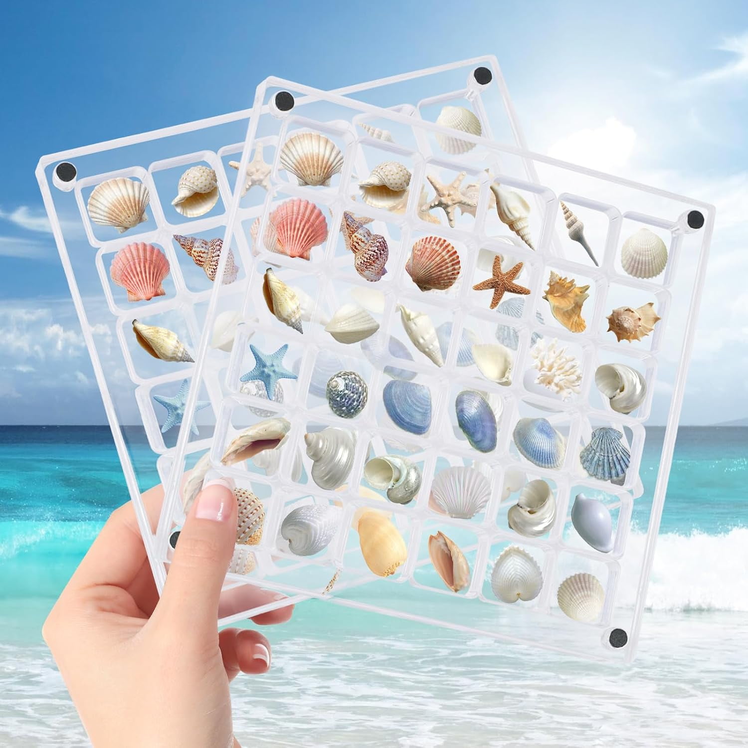 2 count Seashell Display Box, 36 Grids Clear Seashell Display Case ...