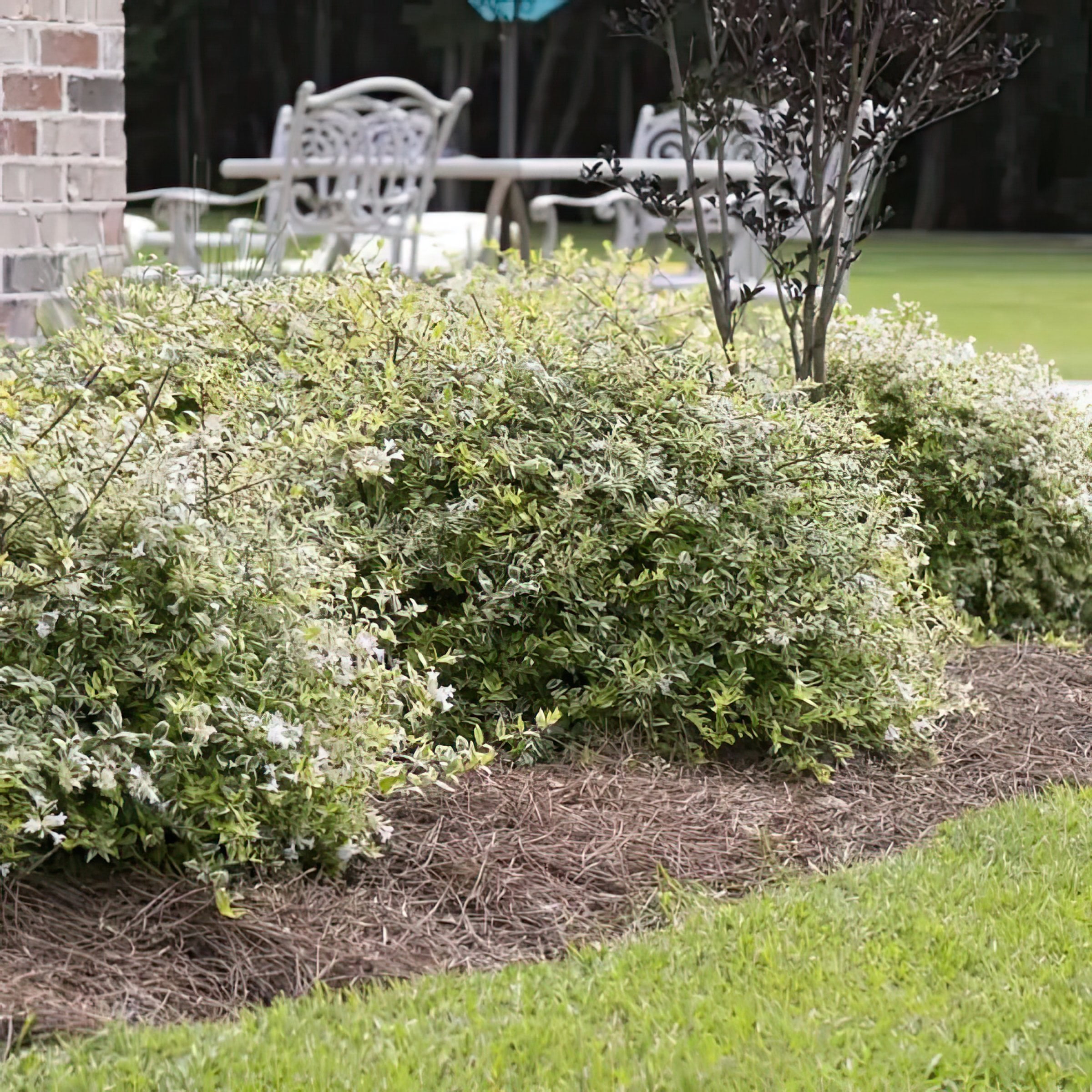 2 gal Abelia Miss Lemon Live Shrub with Full Sun Conditions - Walmart.com