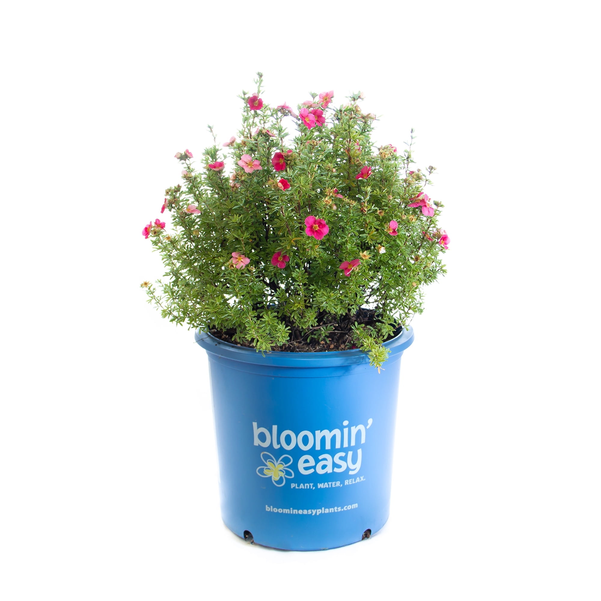 2 gal. Bella Bellissima Potentilla Live Shrub, Rich Pink Flowers ...