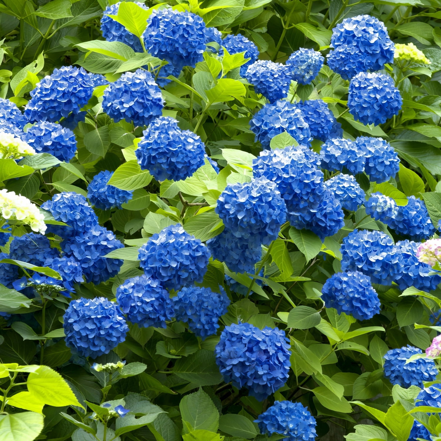 National Plant Network 2 gal. Hydrangea Nikko Blue Shrub with Blue ...