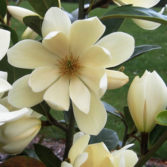 2 gal Japanese Magnolia 'Sweet Thing' Live Tree - Walmart.com