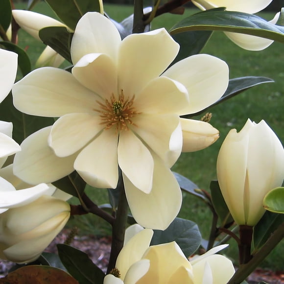 Magnolia Trees in Trees - Walmart.com