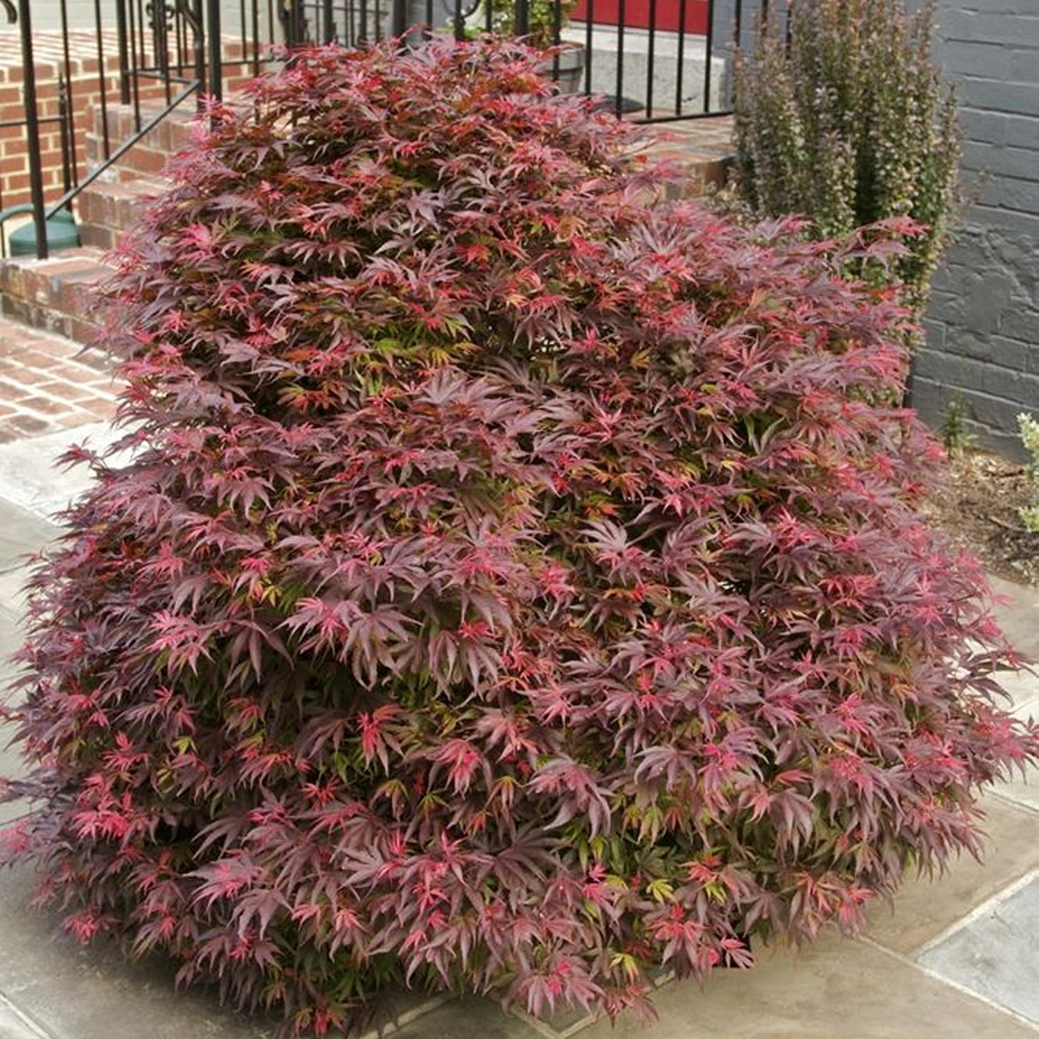 2 gal. Japanese Maple Emperor Tree - Walmart.com