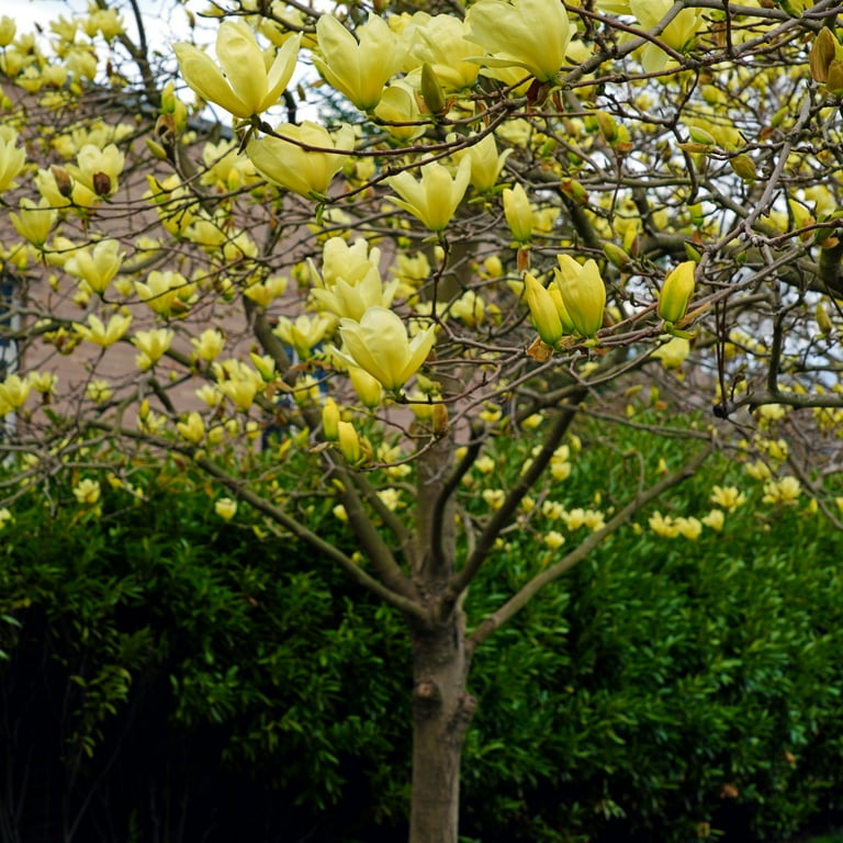 Yellow Bird Magnolia Tree Magnolie "Yellow Bird" | Vrtni Center MOGA
