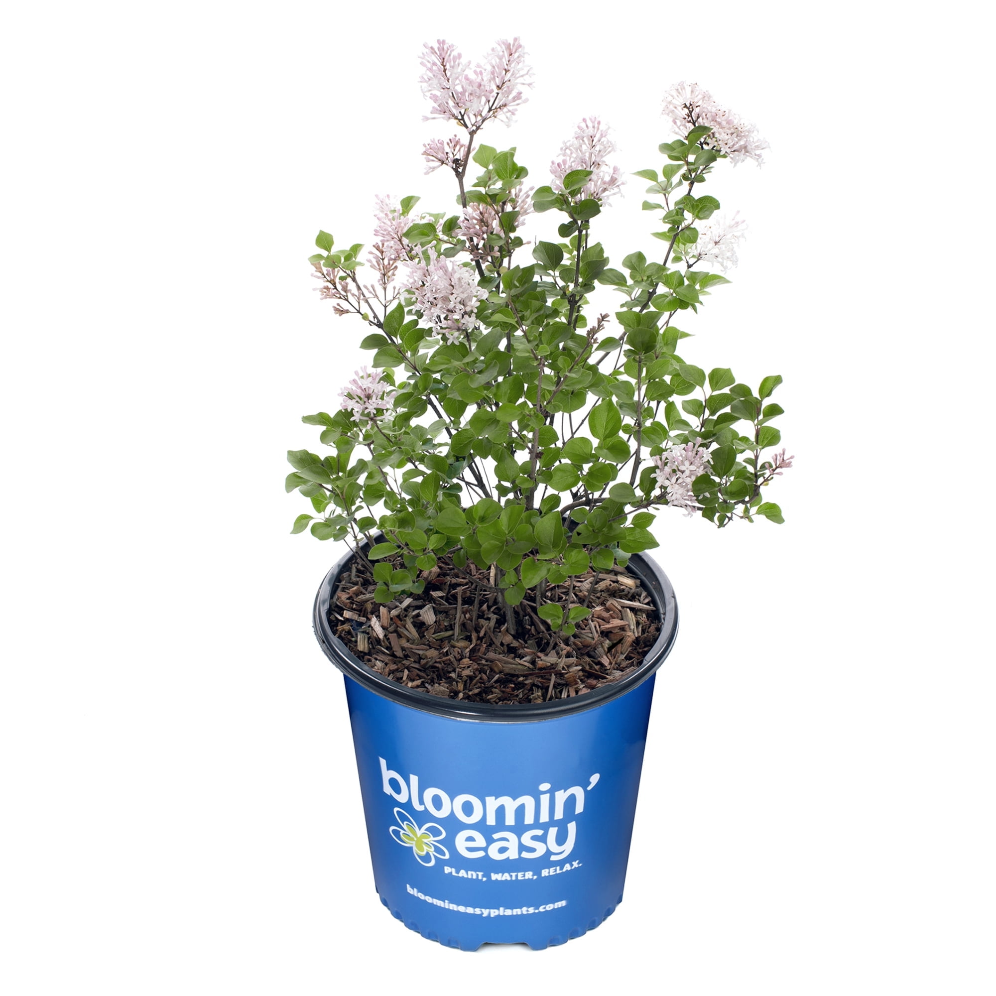 2 gal. Pearl Potion Lilac (Syringa) Live Shrub, Light Pink Flowers - Walmart.com