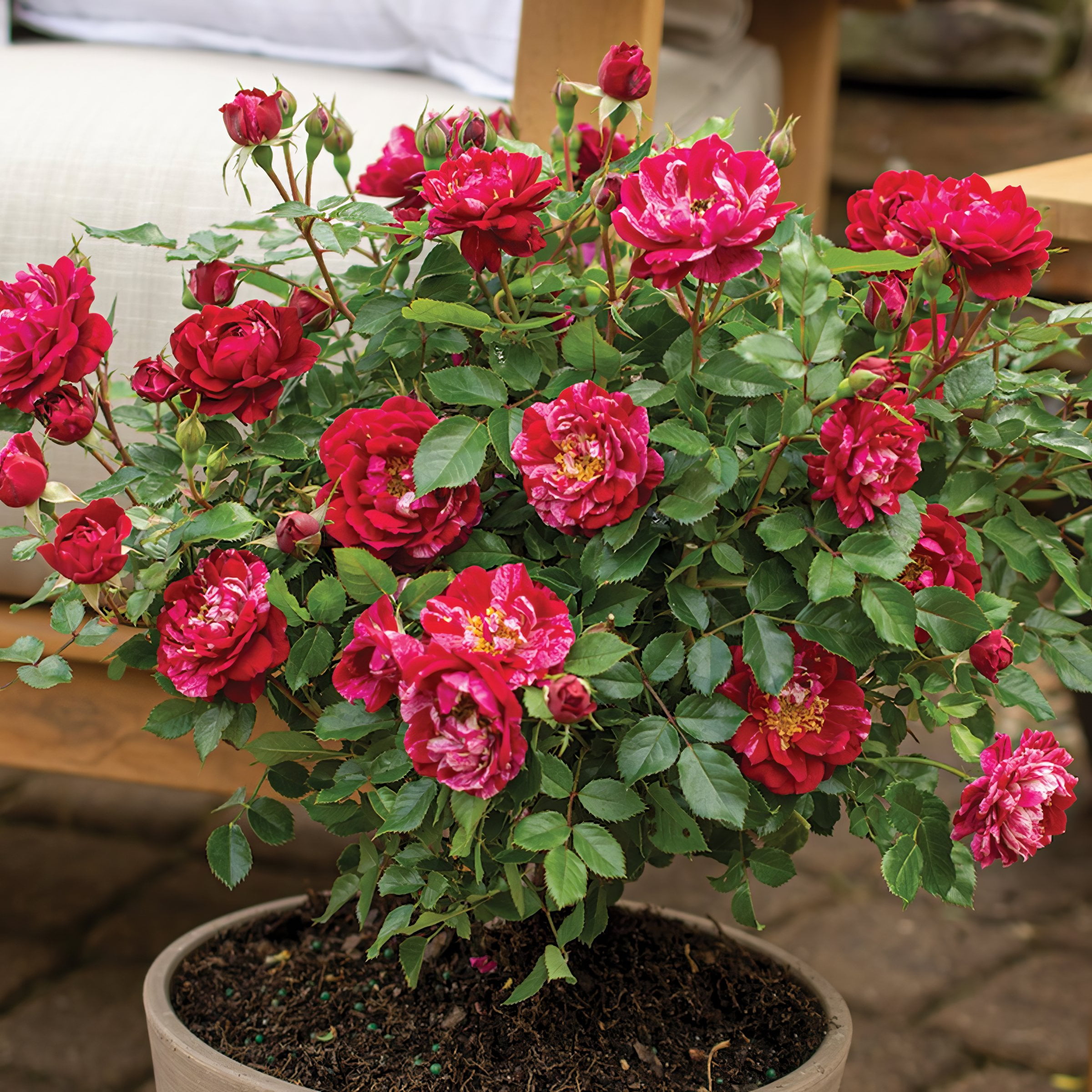 2 gal Rose Candy Sunblaze with Pink and White Striped Flowers - Walmart.com