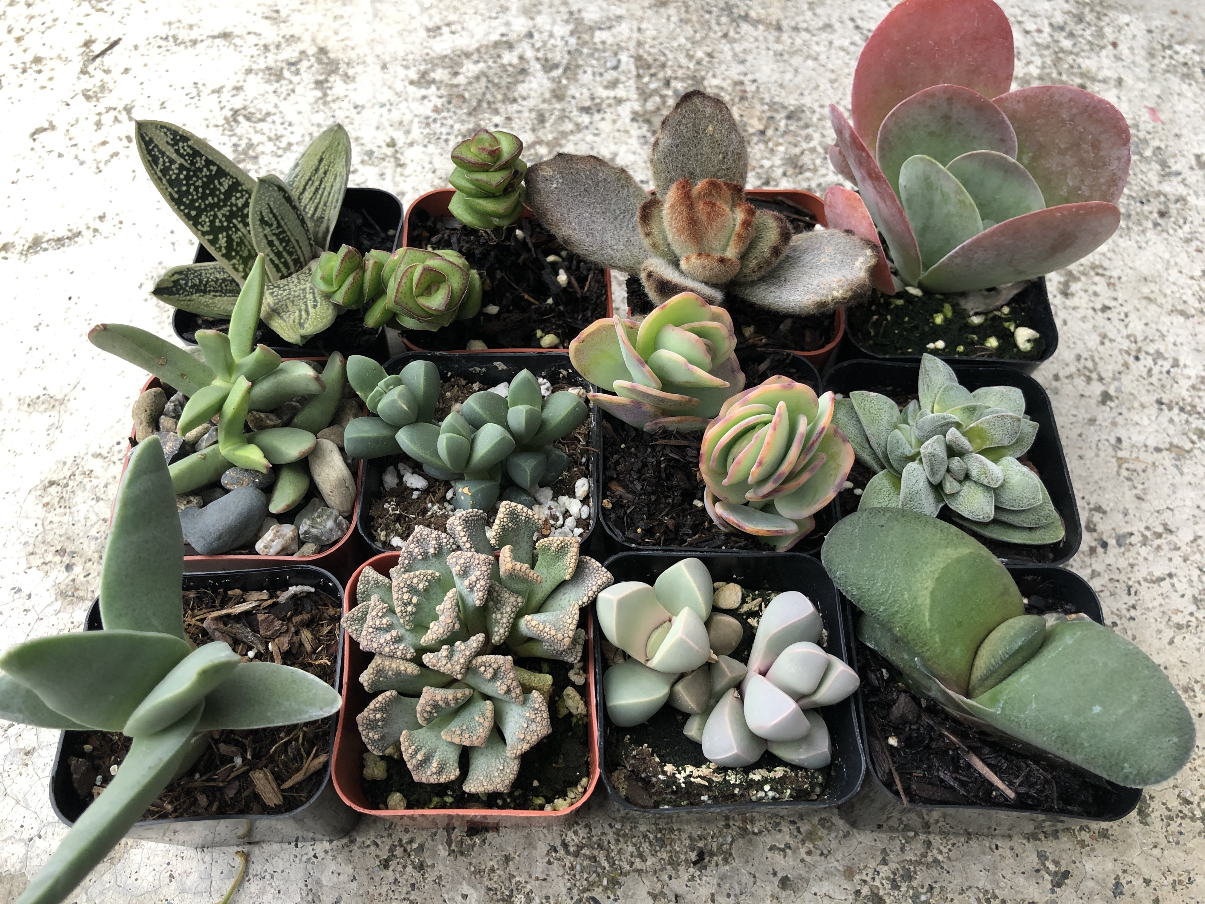 2 in. Fully Rooted Unique Rare Succulent Collection (Pack of 6 ...