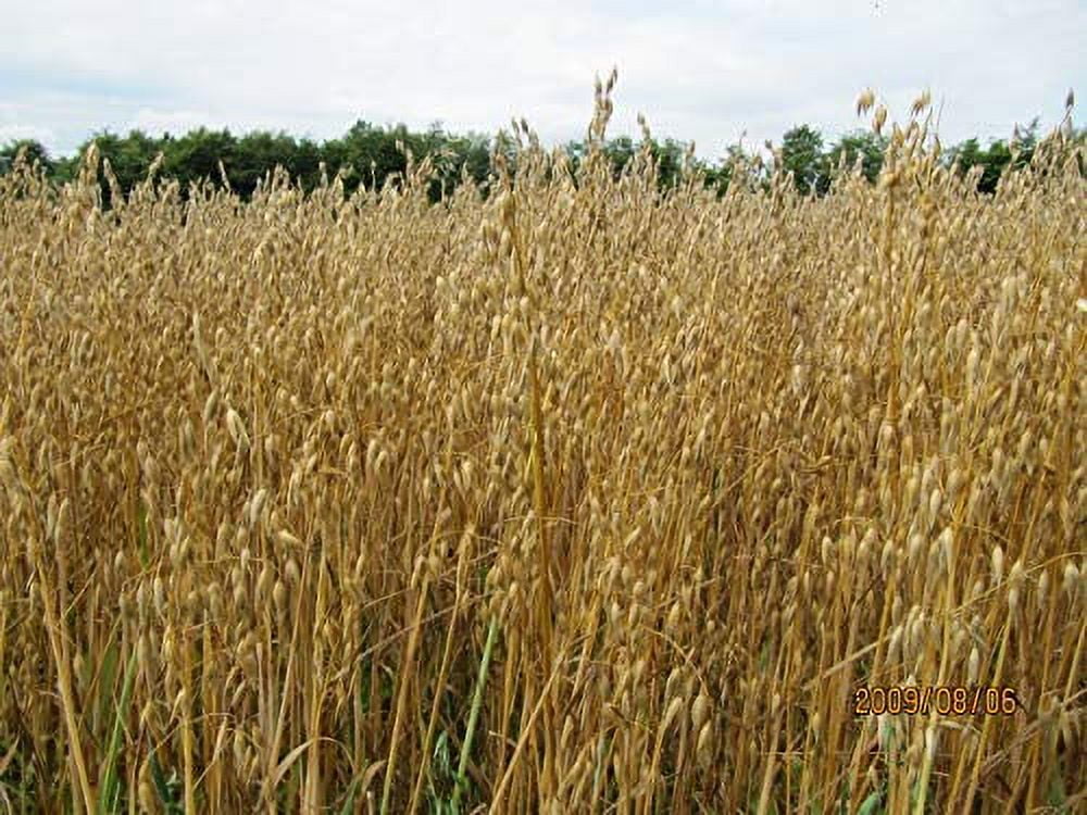 2 lb Whole Oat Seeds, Wildlife, Deer, Food Plot - Walmart.com