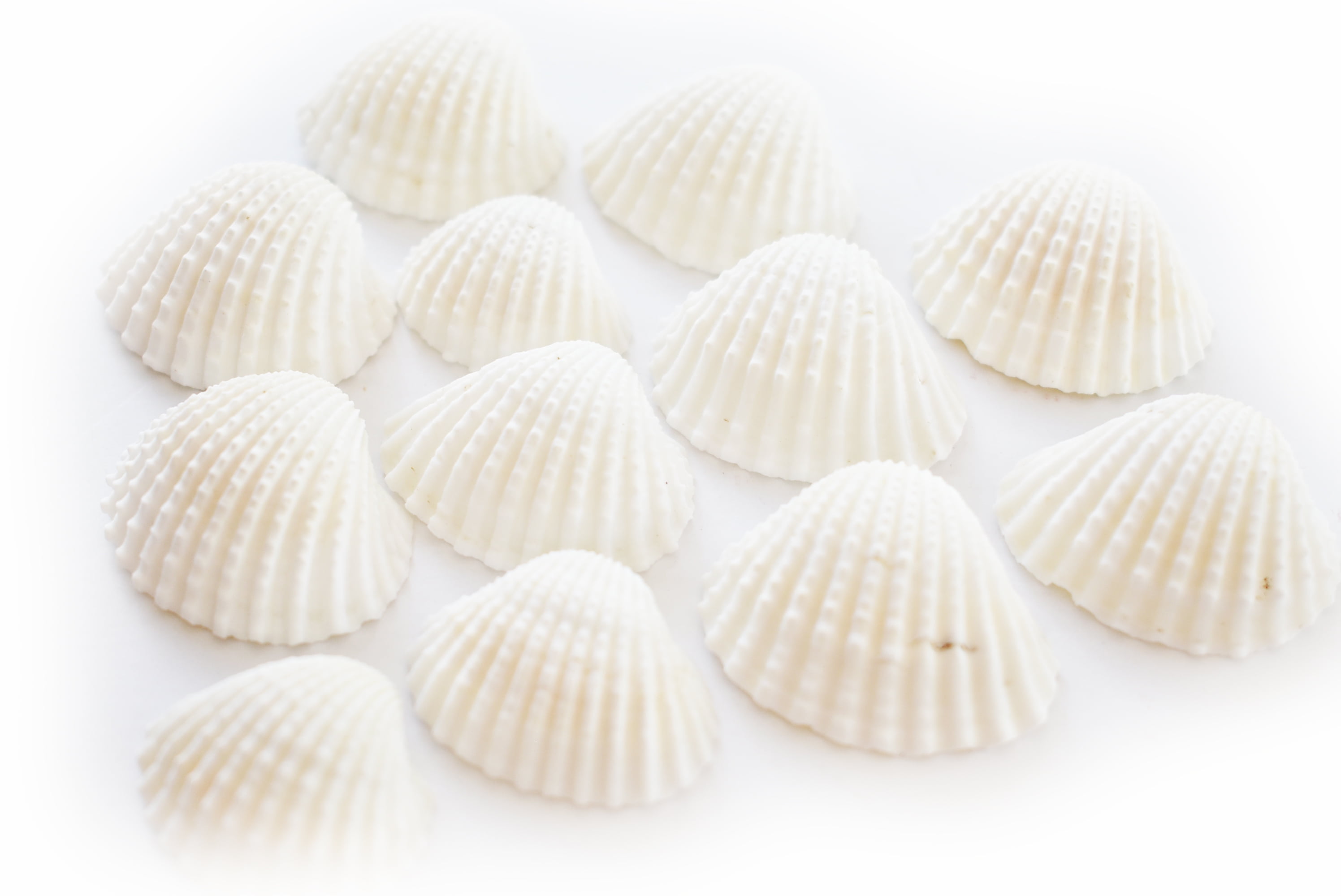2 lbs (About 150) Small White Ark (Granosa) Shells Seashells (1"-1 1/2 ...