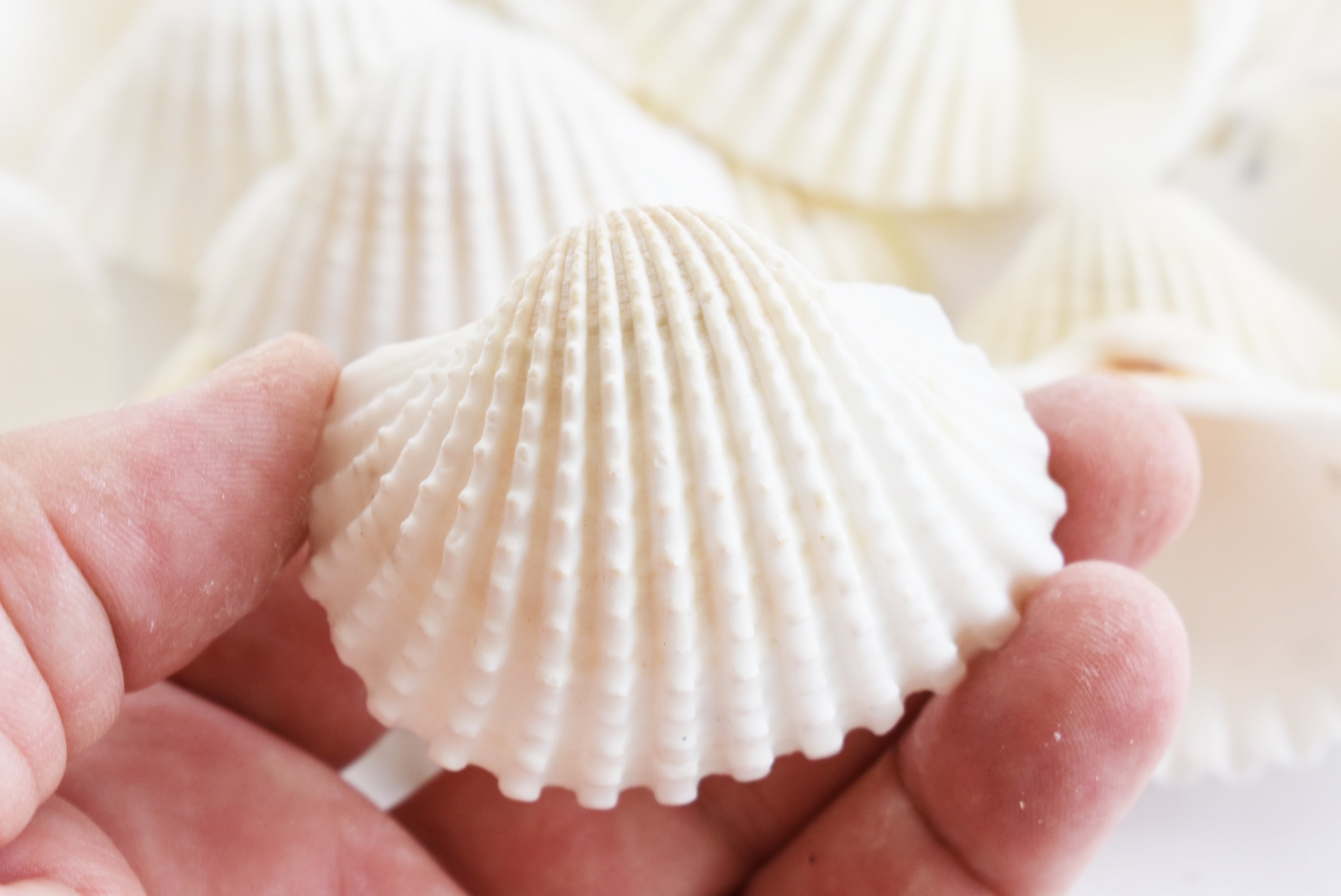 2 lbs (about 60) Large White Ark Shells Seashells (1 3/4" - 2 1/4 ...