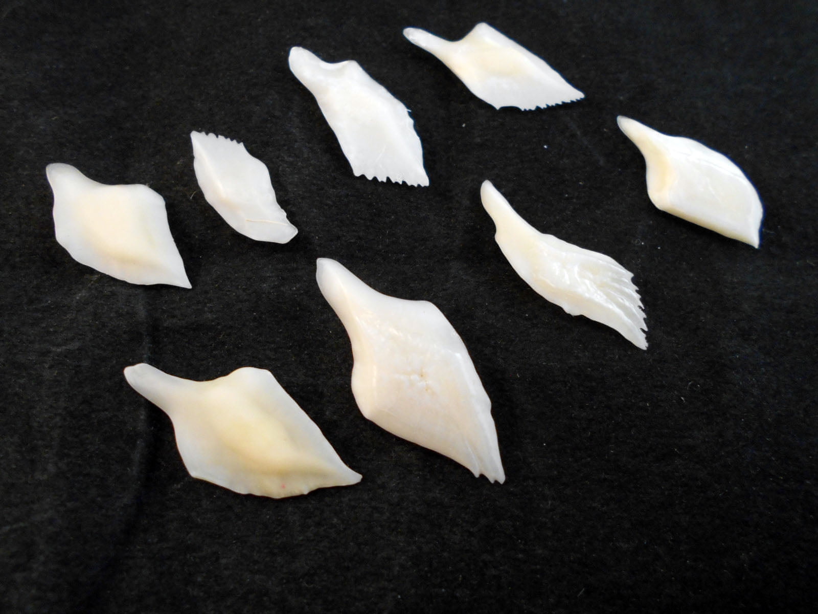 2 oz (100+) Natural White Gar Scales 1/2"-1 1/2" Taxidermy Crafts Fish ...