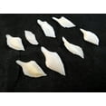 2 oz (100+) Natural White Gar Scales 1/2"-1 1/2" Taxidermy Crafts Fish ...