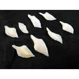 2 oz (100+) Natural White Gar Scales 1/2"-1 1/2" Taxidermy Crafts Fish ...