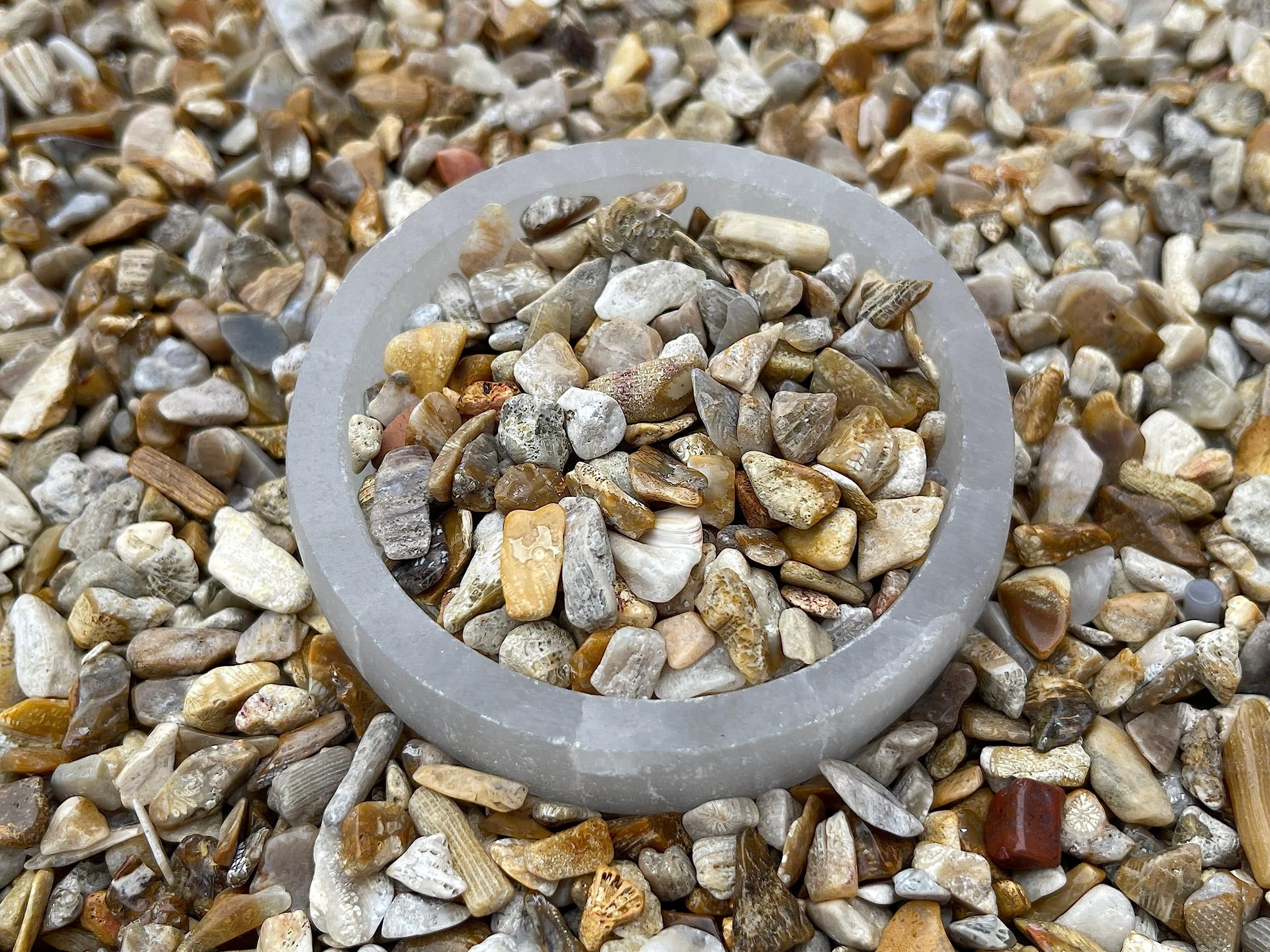 2 oz Lot Natural Semi Tumbled Fossil Coral Gemstone Chips, Fossil Coral ...
