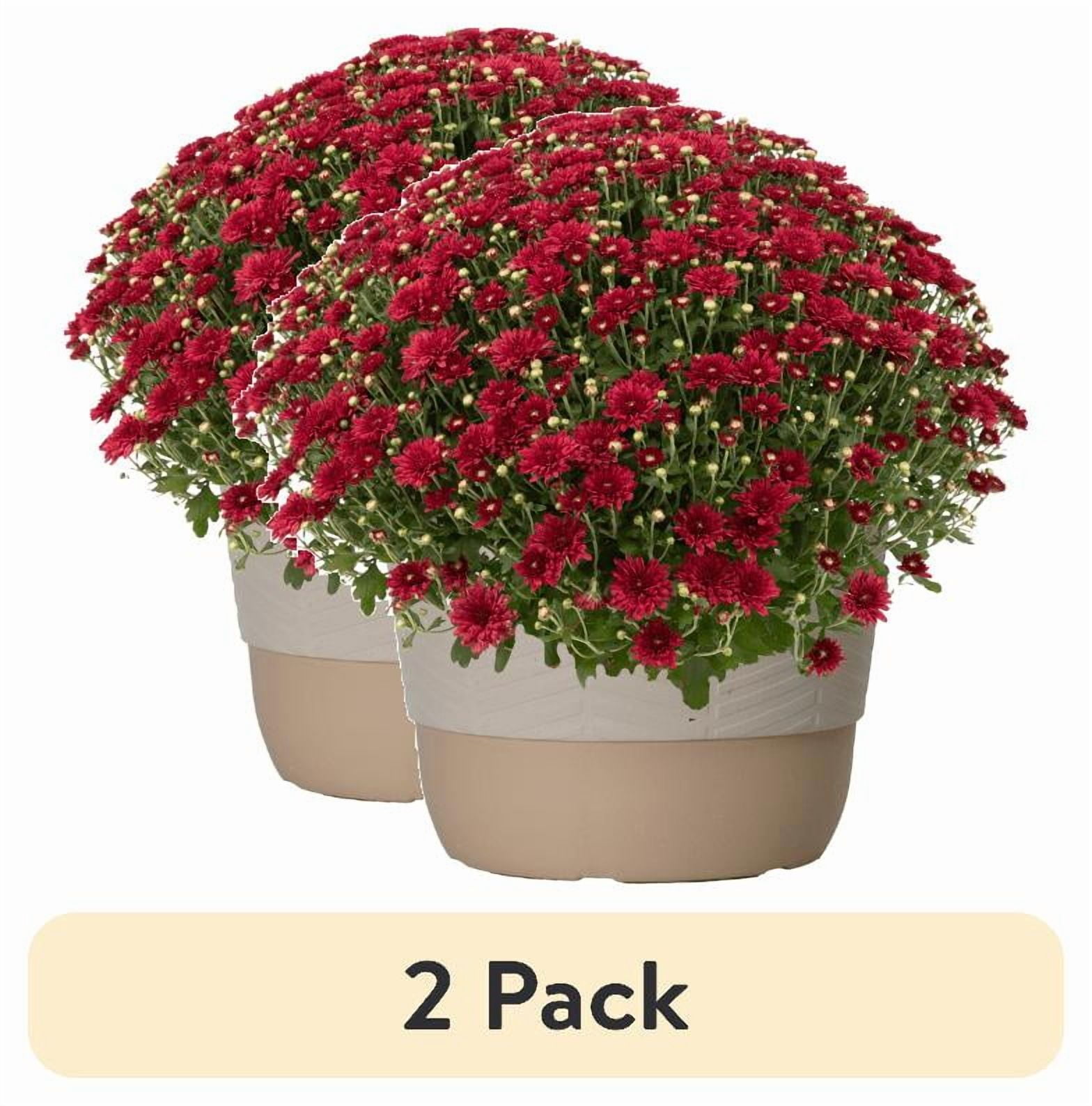 (2 pack) Better Homes & Gardens 1.5G Red Mum Live Plant in Decorative ...