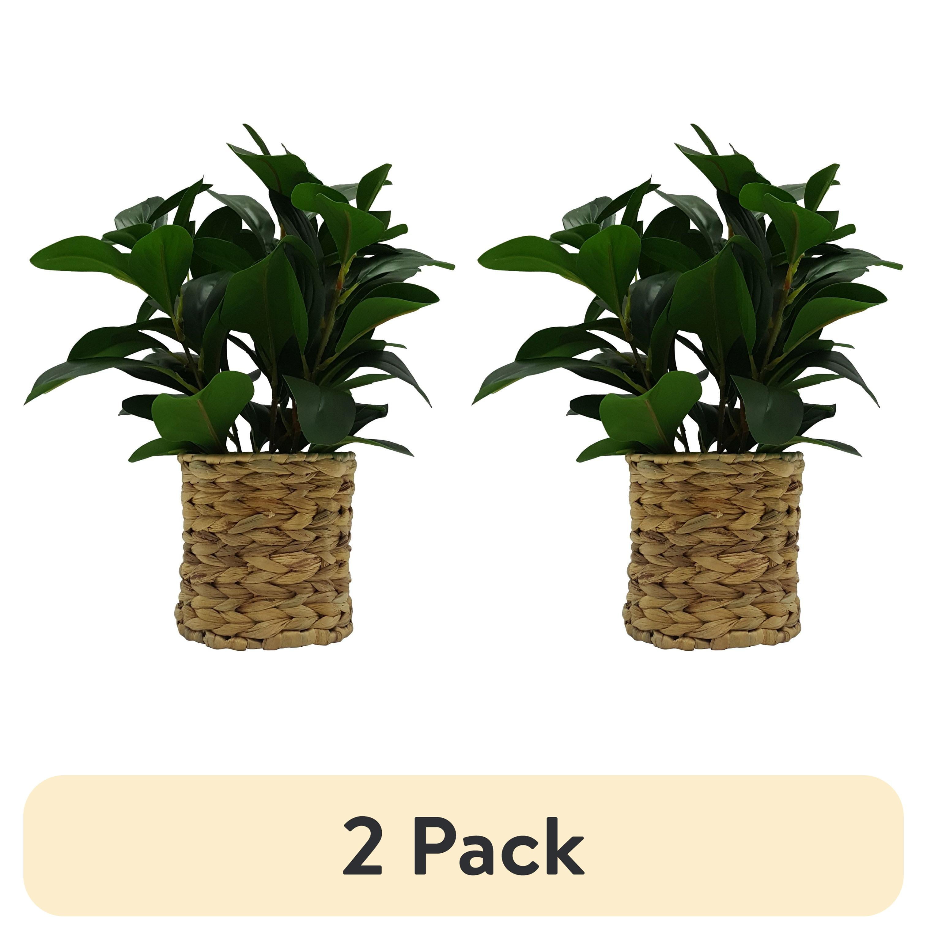 Better Homes & Gardens Artificial Peperomia Plant - Walmart.com