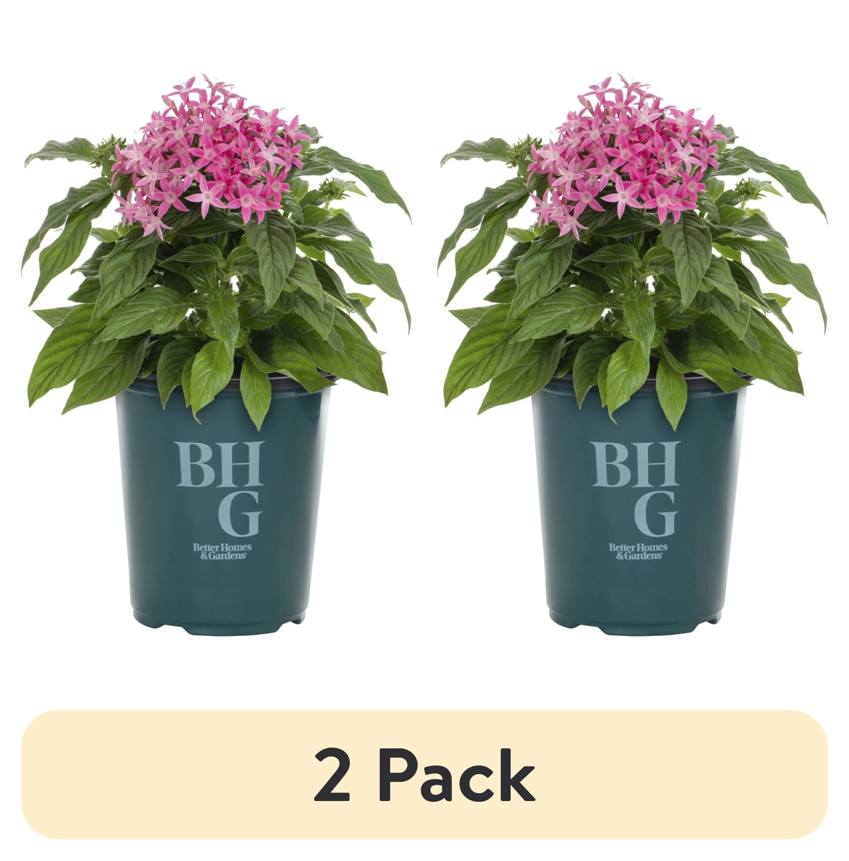 (2 pack) Better Homes & Gardens 1.5PT Pentas Lipstick Pink Live Annual ...