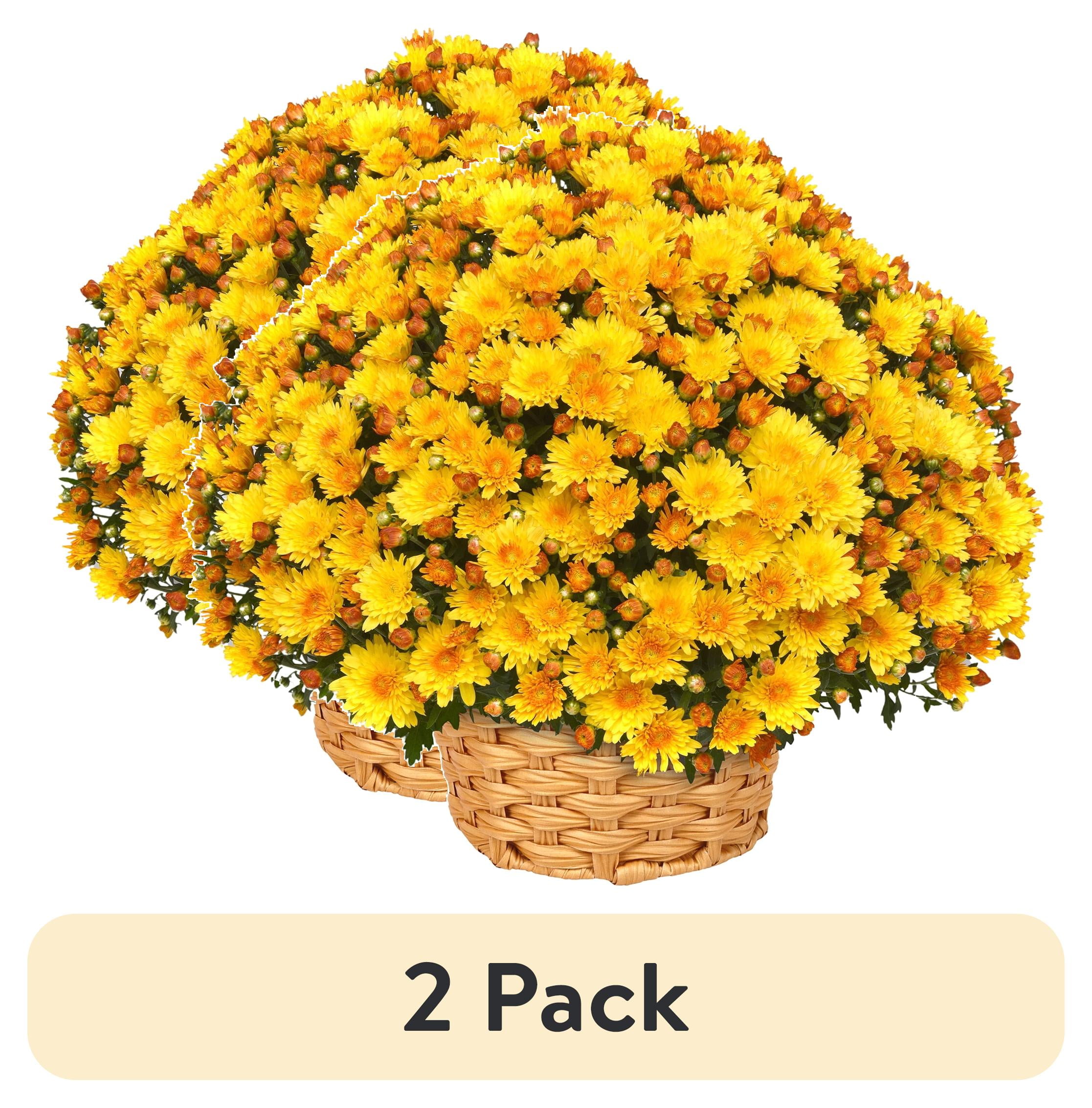 (2 pack) Better Homes & Gardens 2.5G Yellow Mum Live Plant in Bushel ...