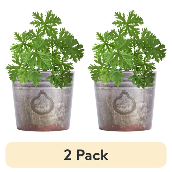 Citronella Plants