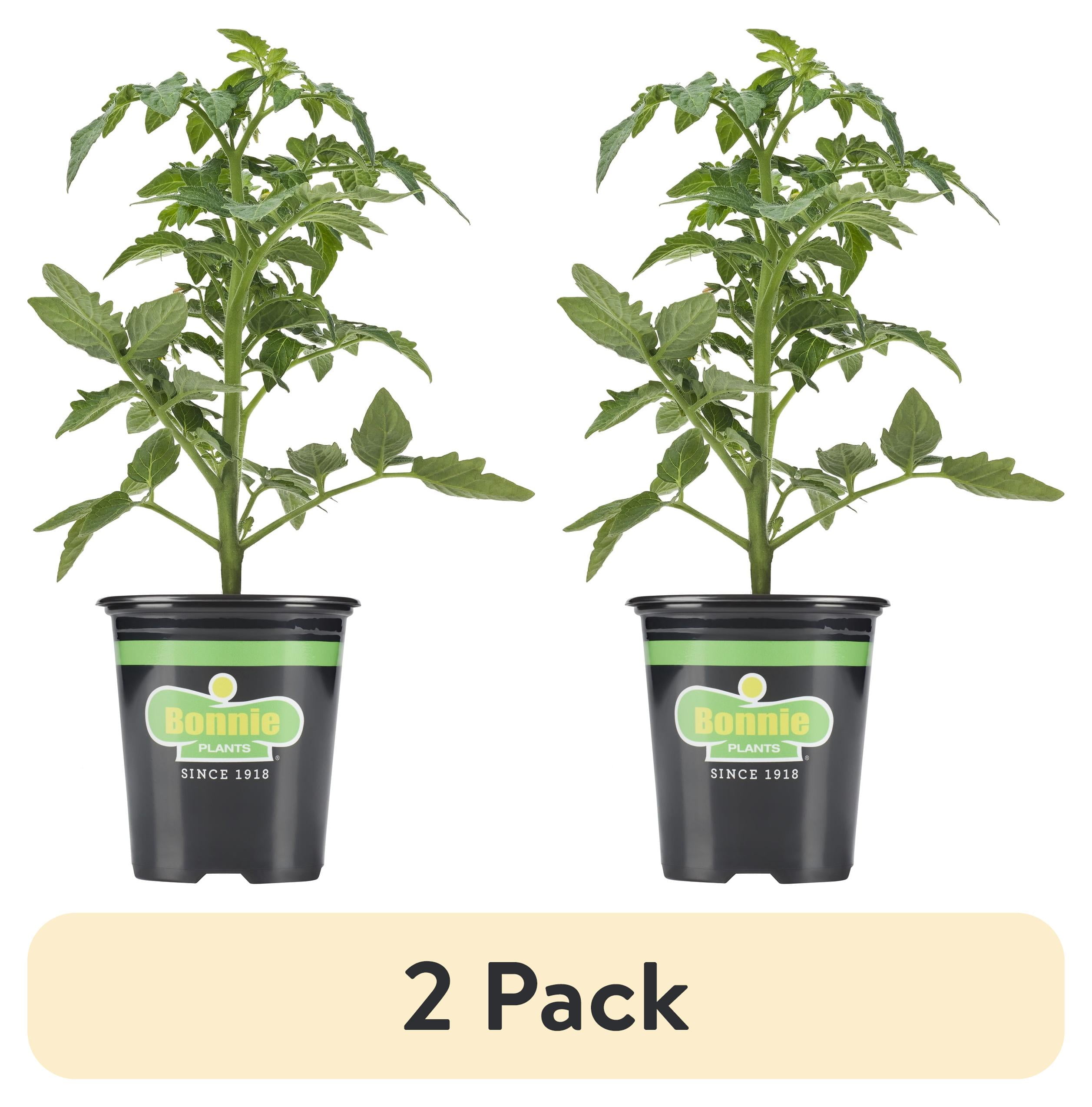 (2 pack) Bonnie Plants Original Tomato Live Plants in Grower Pot ...