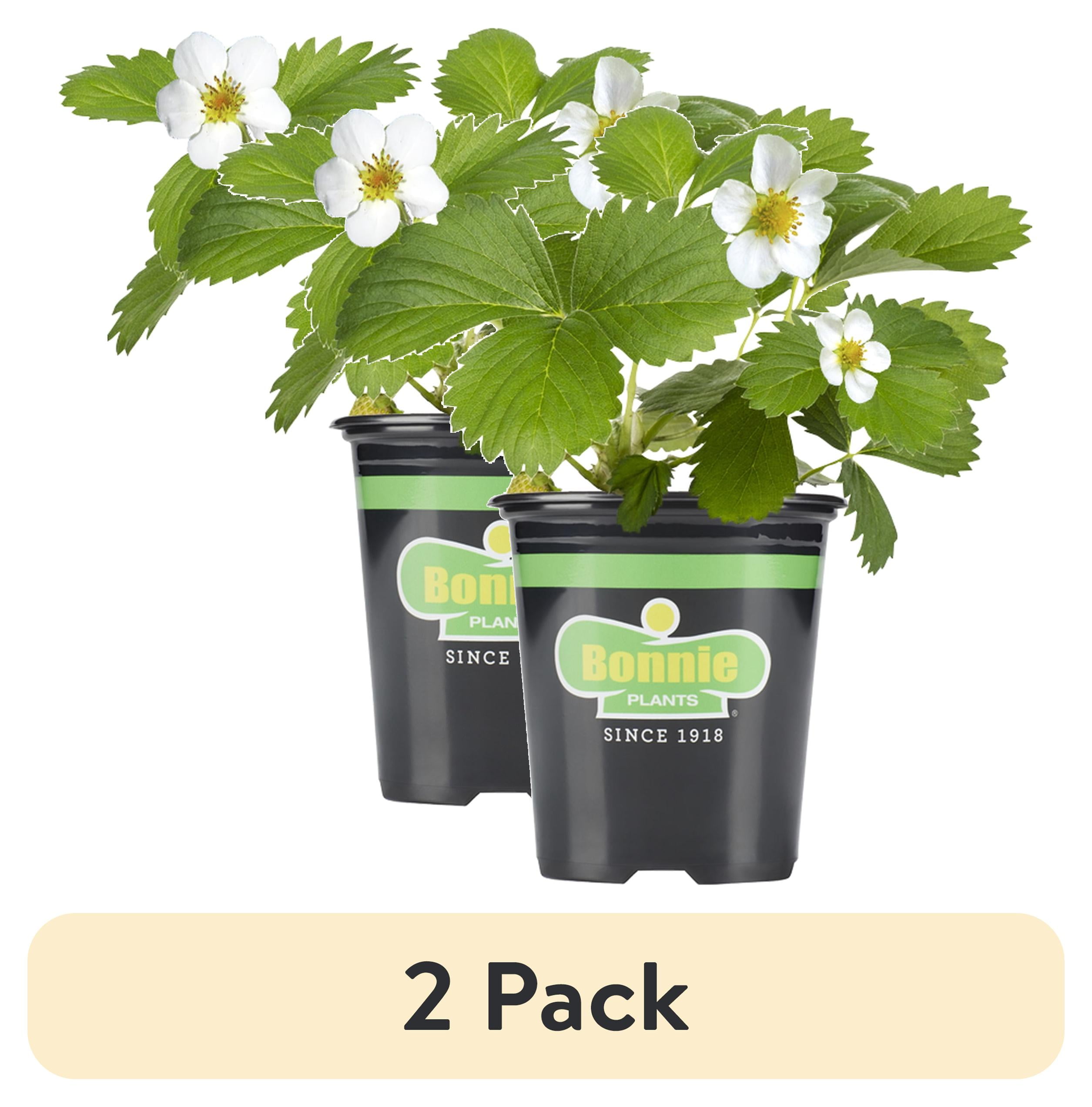 (2 pack) Bonnie Plants Strawberry, Live Plant, 19.3 oz. - Walmart.com