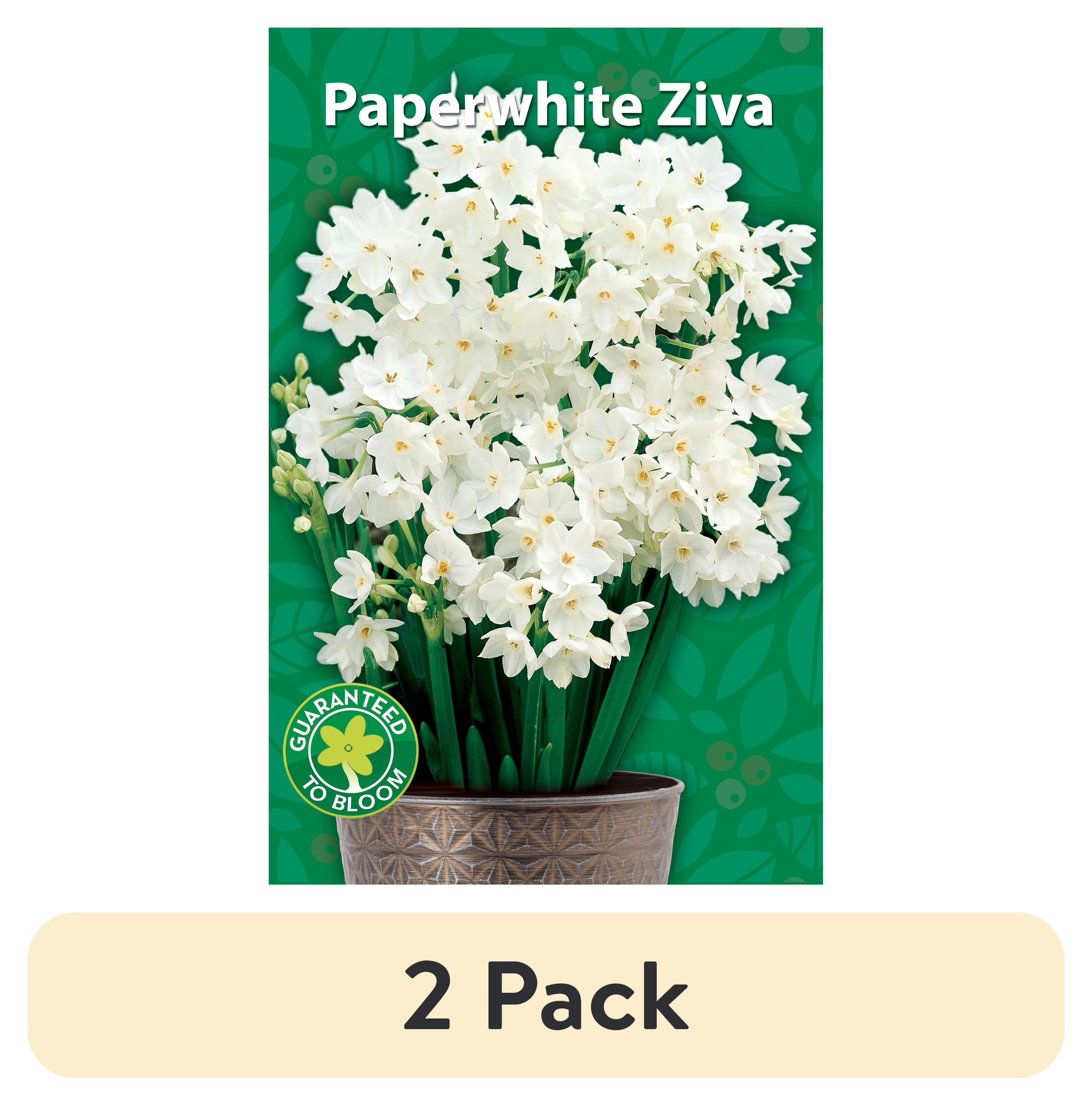 (2 pack) EuroBlooms Paperwhite Ziva, Indoor Plant Kit, White Blooms ...