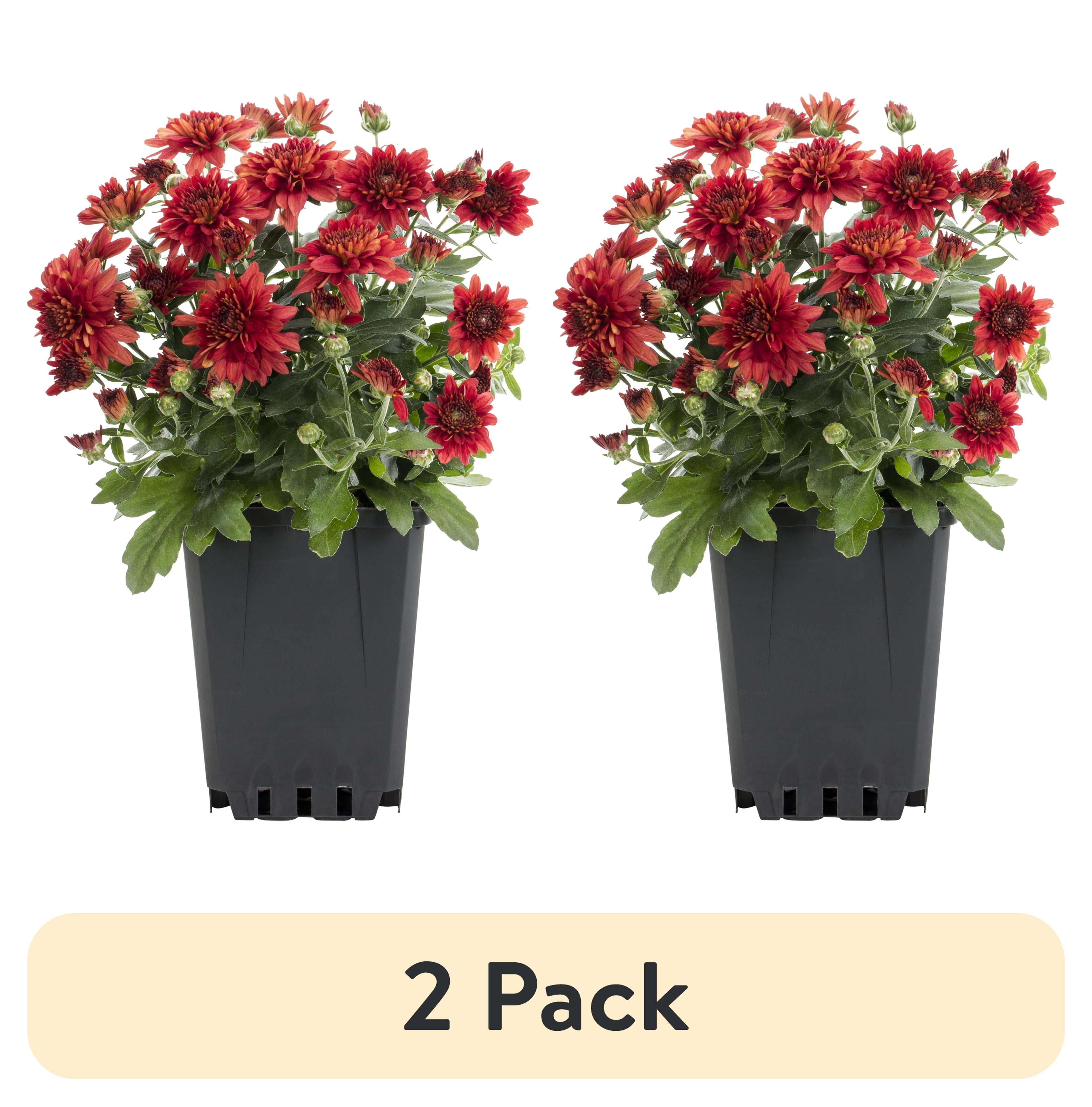 (2 pack) Expert Gardener 1.0PT Red Mum Live Plant in Grower Pot ...