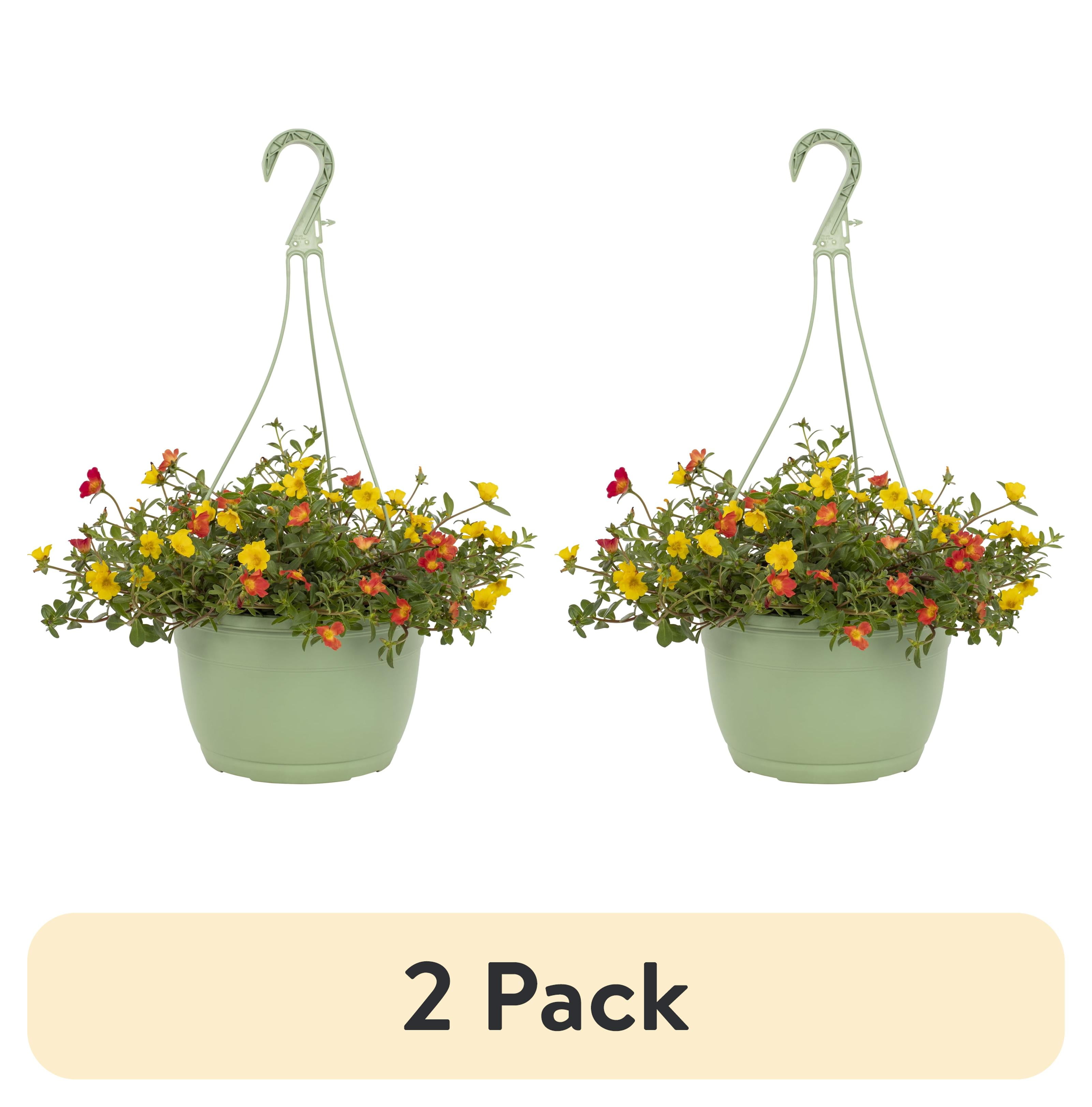 (2 pack) Expert Gardener 1.5gal Multicolor Portulaca Live Annual Plant ...