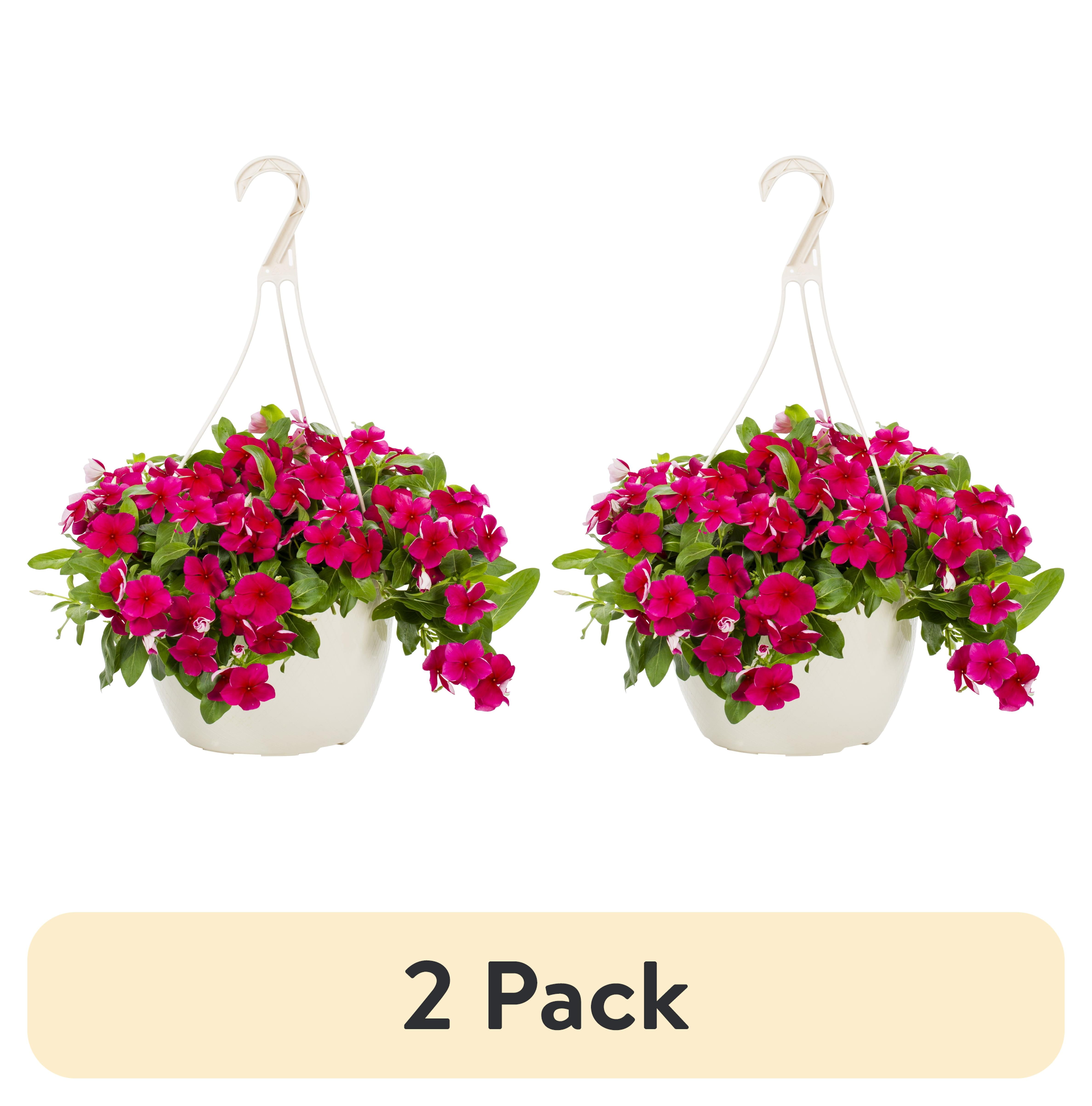 (2 pack) Expert Gardener 1.5gal Multicolor Trailing Vinca Live Annual ...