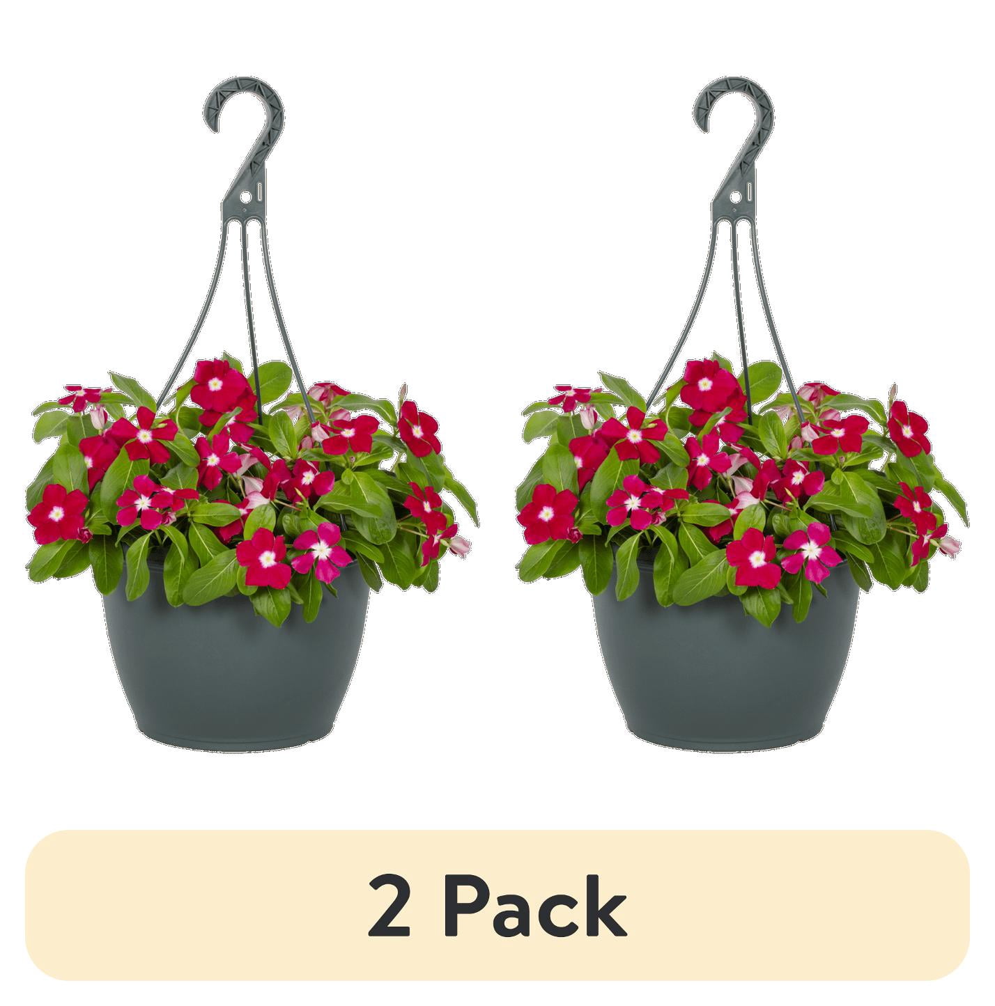 (2 pack) Expert Gardener 1.5G Multicolor Trailing Vinca Live Plants ...