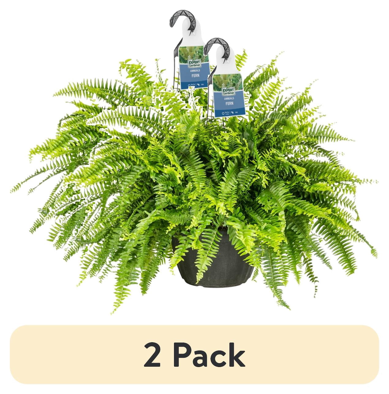(2 pack) Expert Gardener 20-24" Wide Boston Fern Live Plant in 1.5 ...