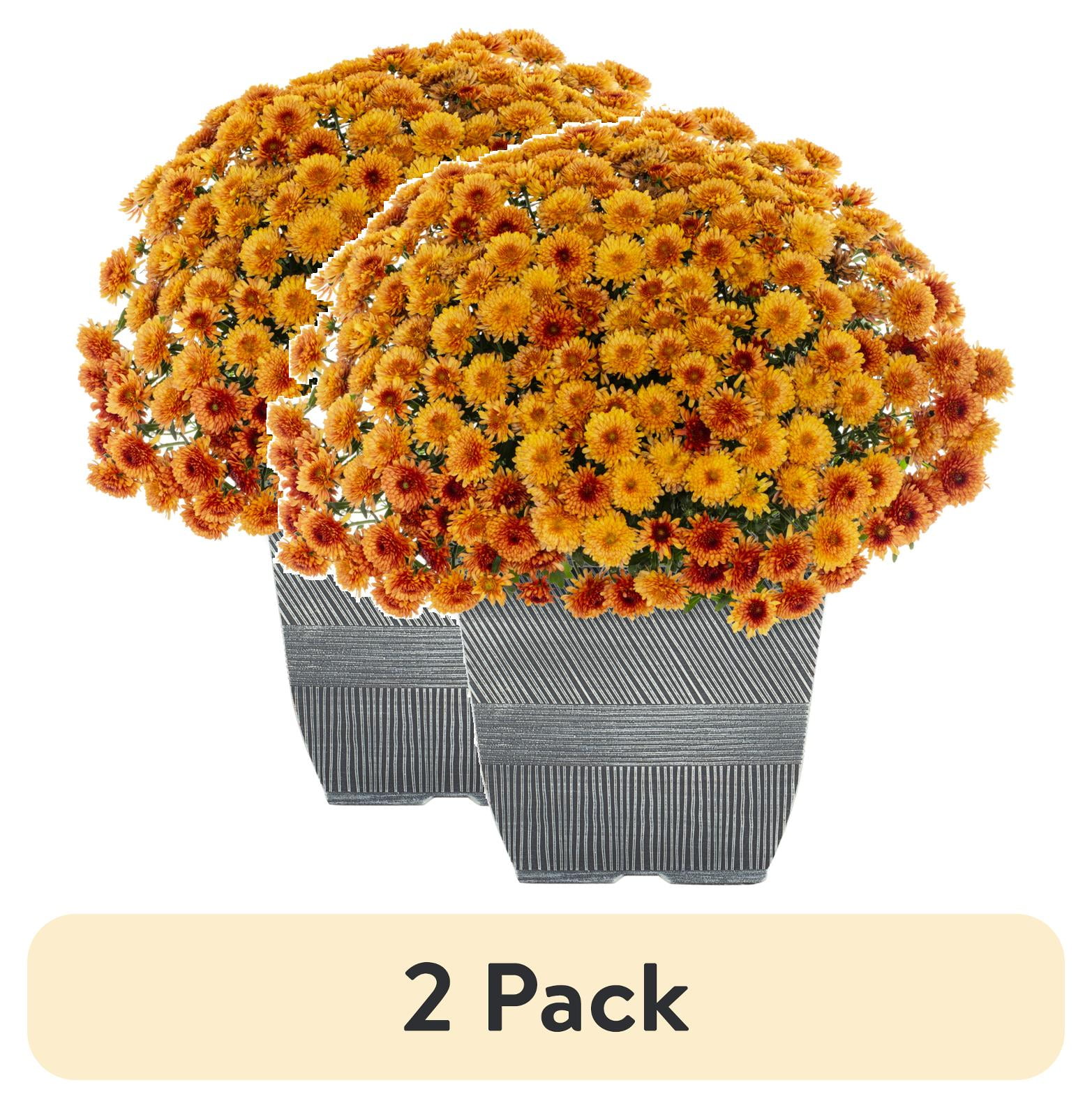 (2 pack) Expert Gardener 1Gal Orange Garden Chrysanthemum Plant ...