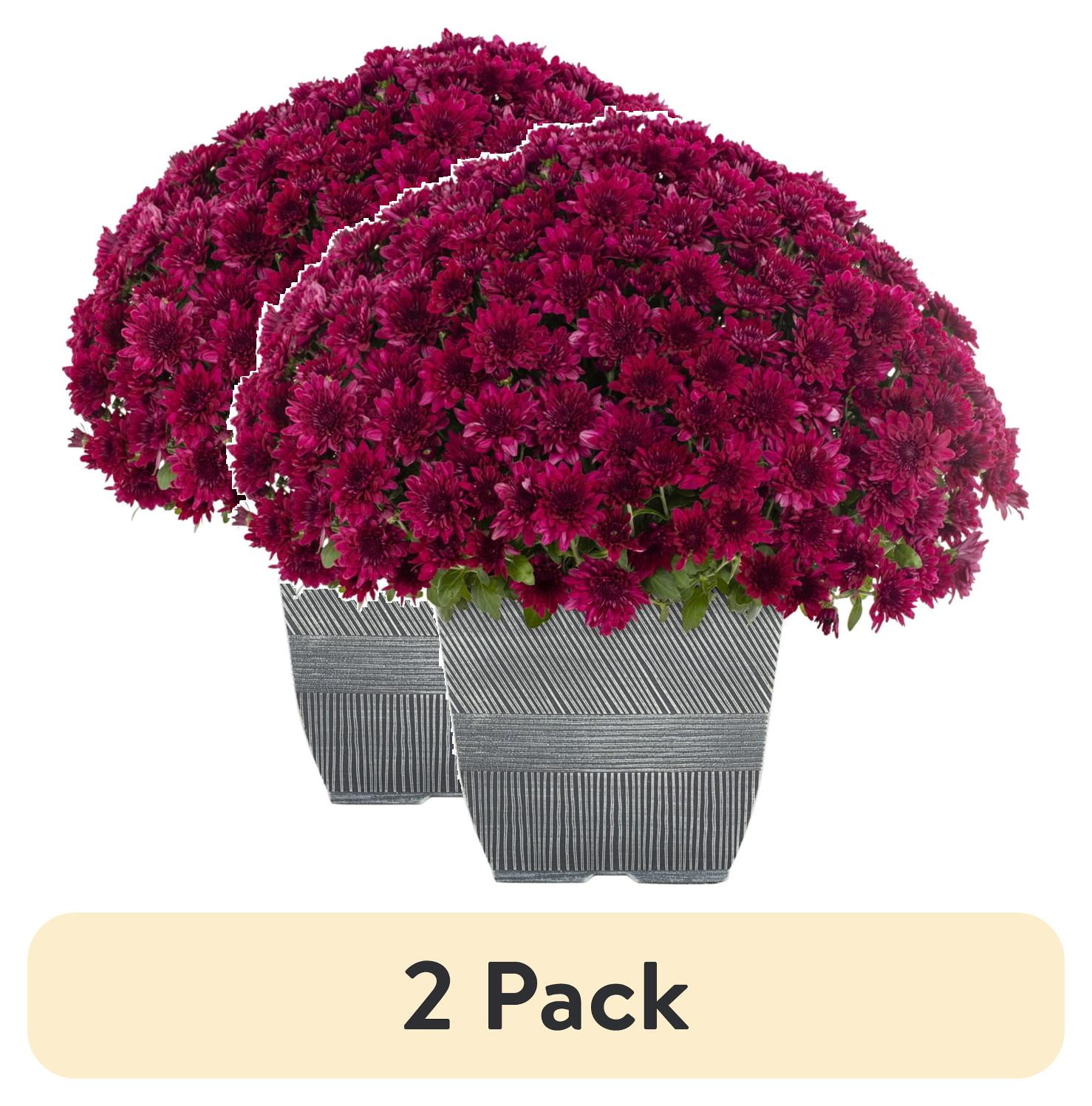 (2 pack) Expert Gardener 1Gal Purple Garden Chrysanthemum Plant ...