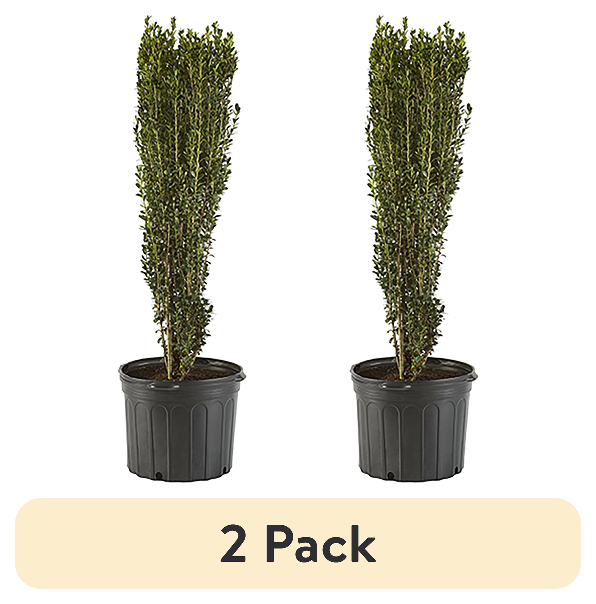 (2 pack) Expert Gardener 2.25 Gallon Holly Sky Pencil Live Shrub ...