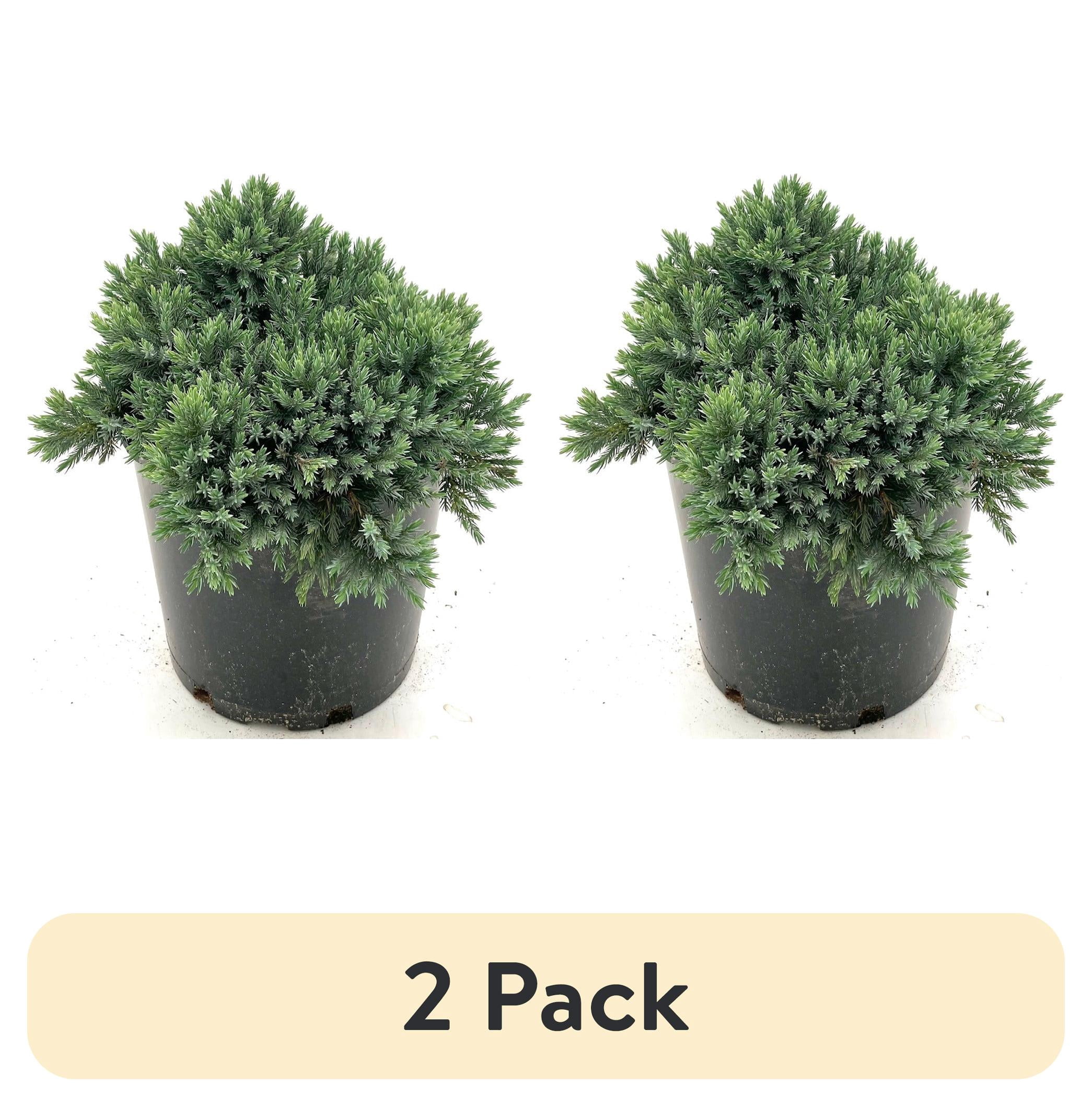 (2 pack) Expert Gardener 2.25 gal Juniper Blue Star Live Shrubs ...