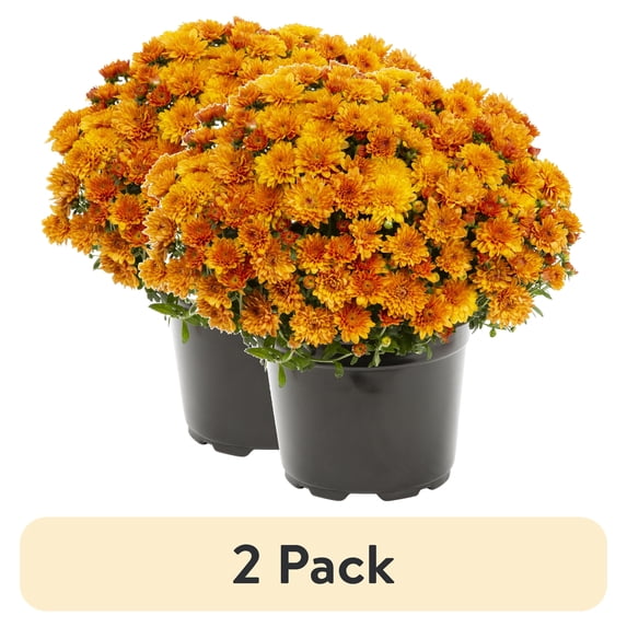 (2 pack) Expert Gardener Orange Mum Live Plant in 3.0QT Grower Pot ...