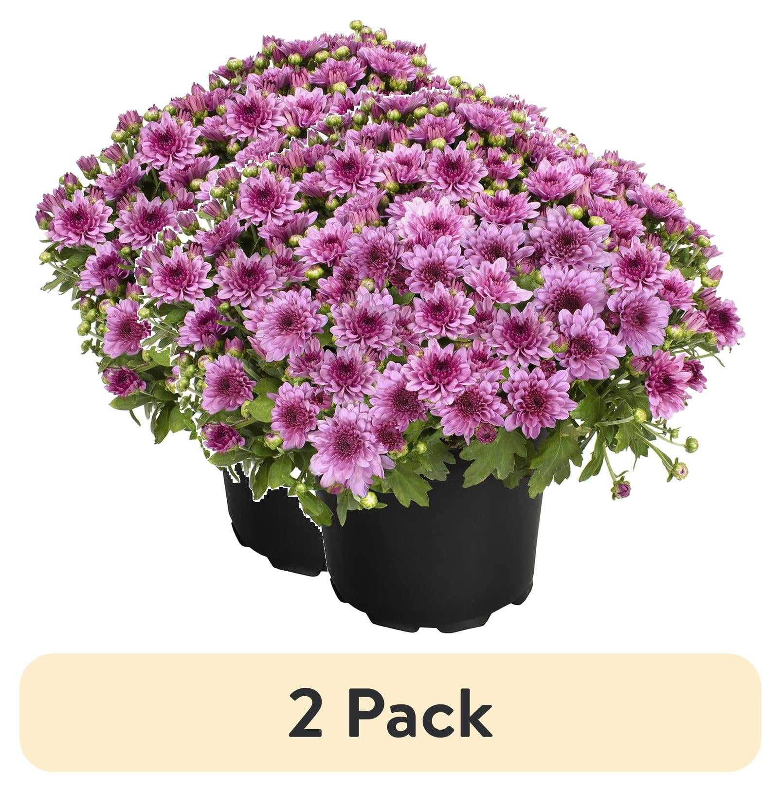 (2 pack) Expert Gardener 3.0QT Pink Mum Live Plant in Grower Pot ...
