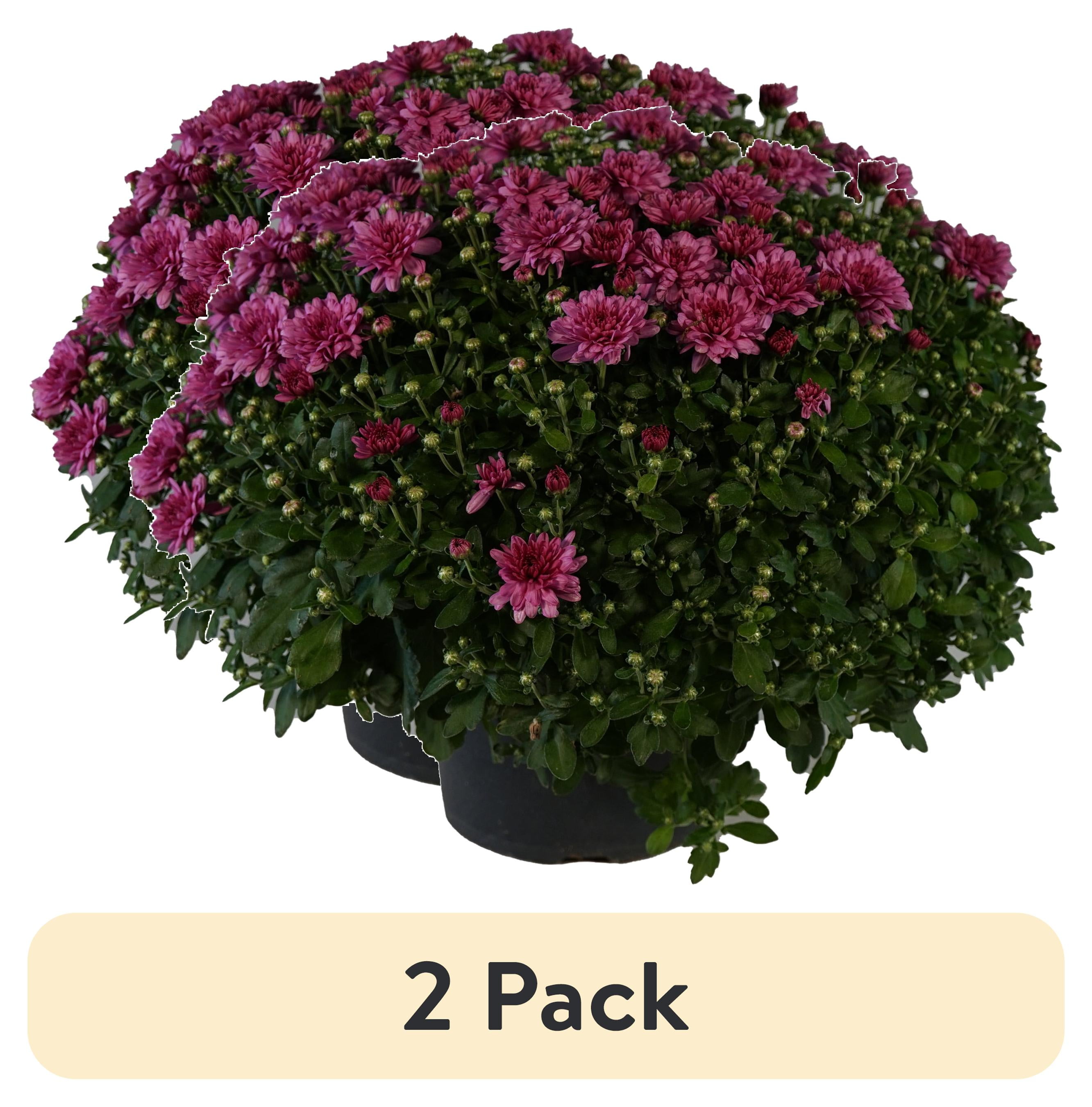 (2 pack) Expert Gardener 3.0QT Purple Mum Live Plant in Grower Pot ...