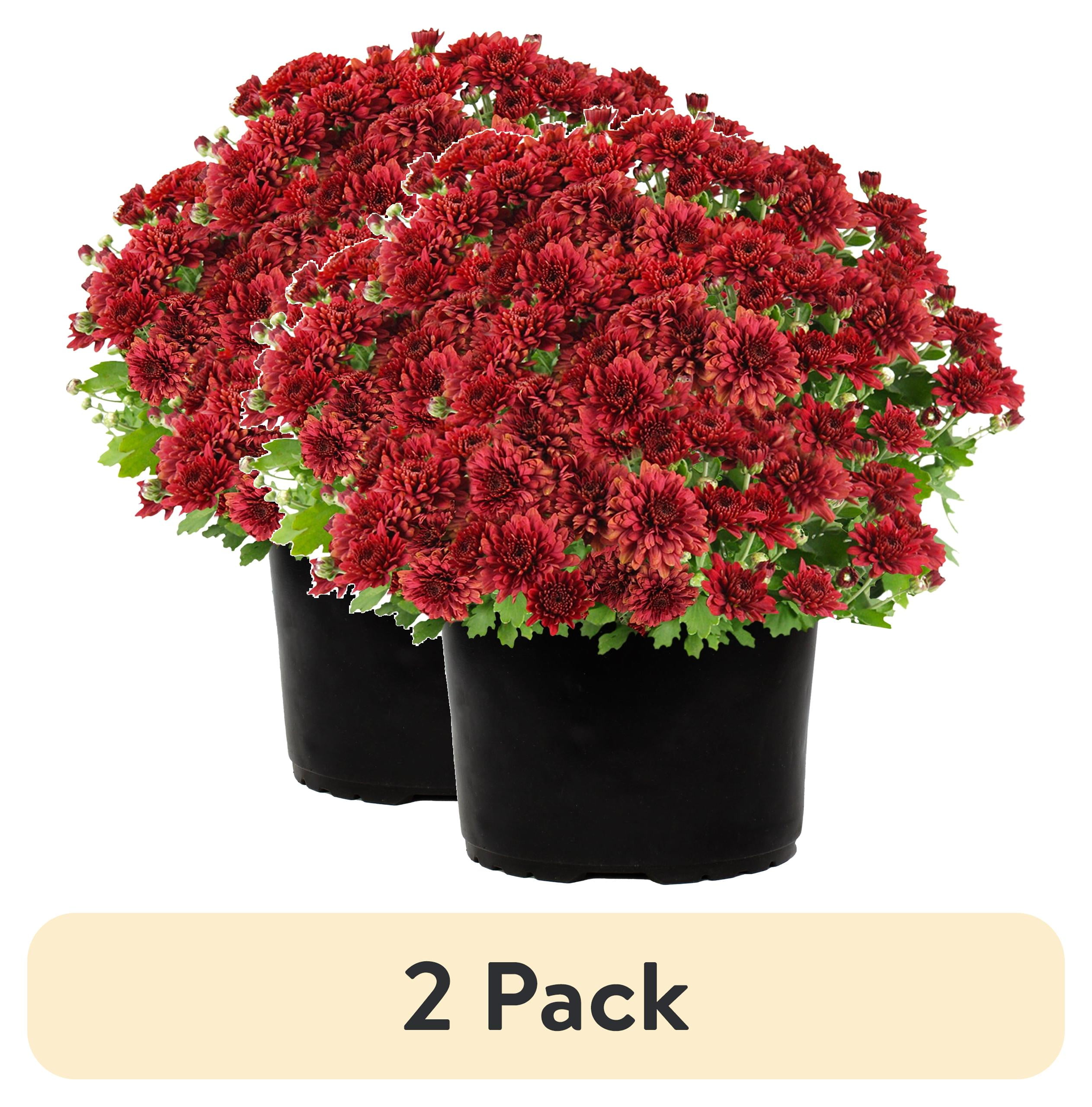 (2 pack) Expert Gardener 3.0QT Red Mum Live Plant in Grower Pot Full ...