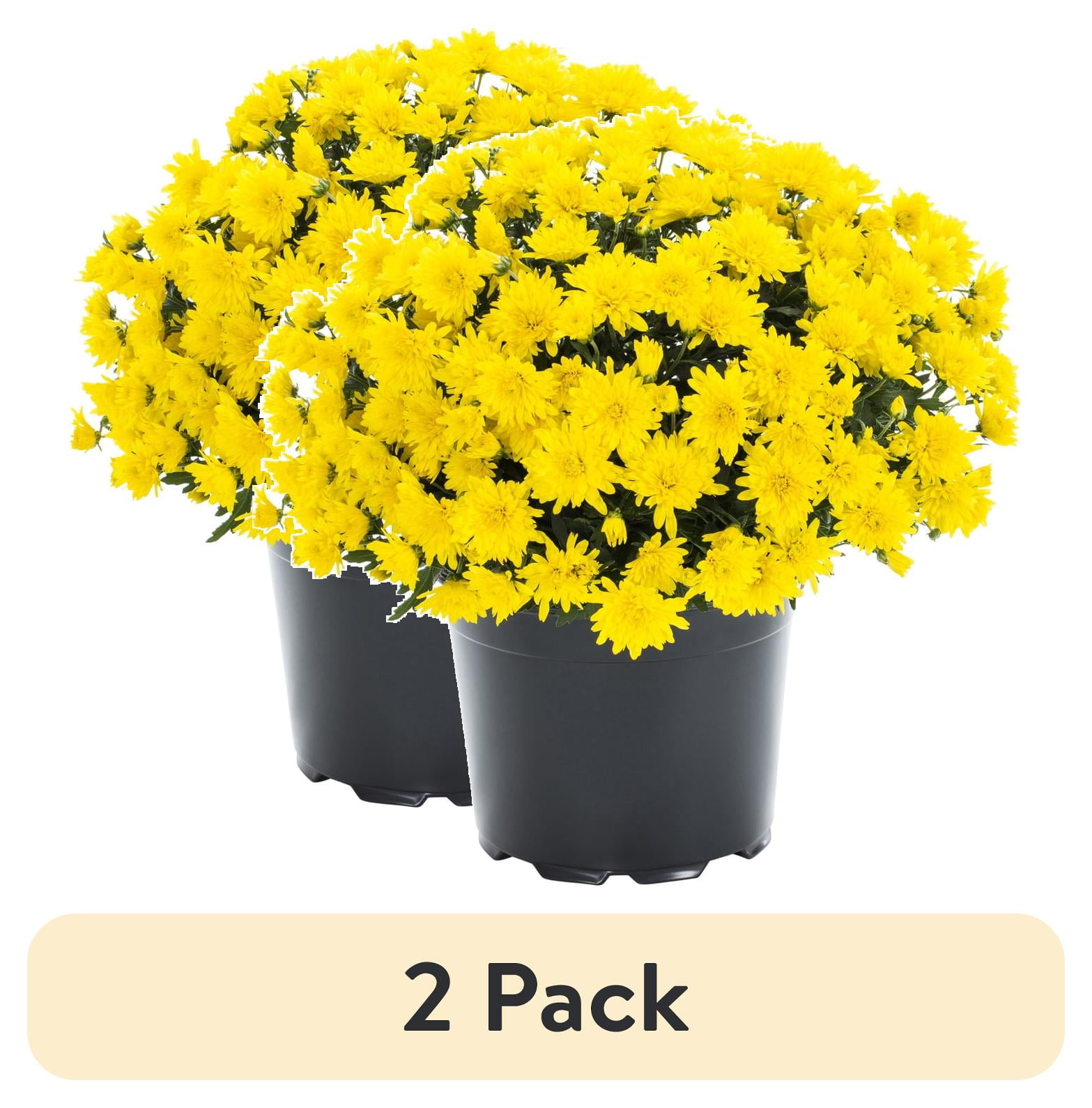 (2 pack) Expert Gardener 3QT Yellow Mum Live Plant in Grower Pot, Full ...