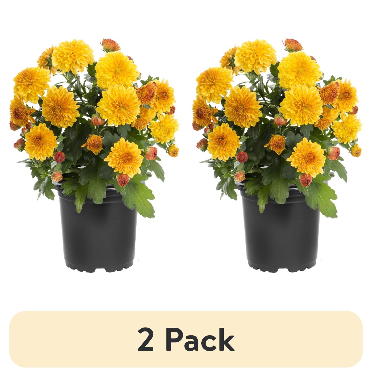 (2 pack) Expert Gardener 6" Orange Chrysanthemum Live Plants in 1PT ...